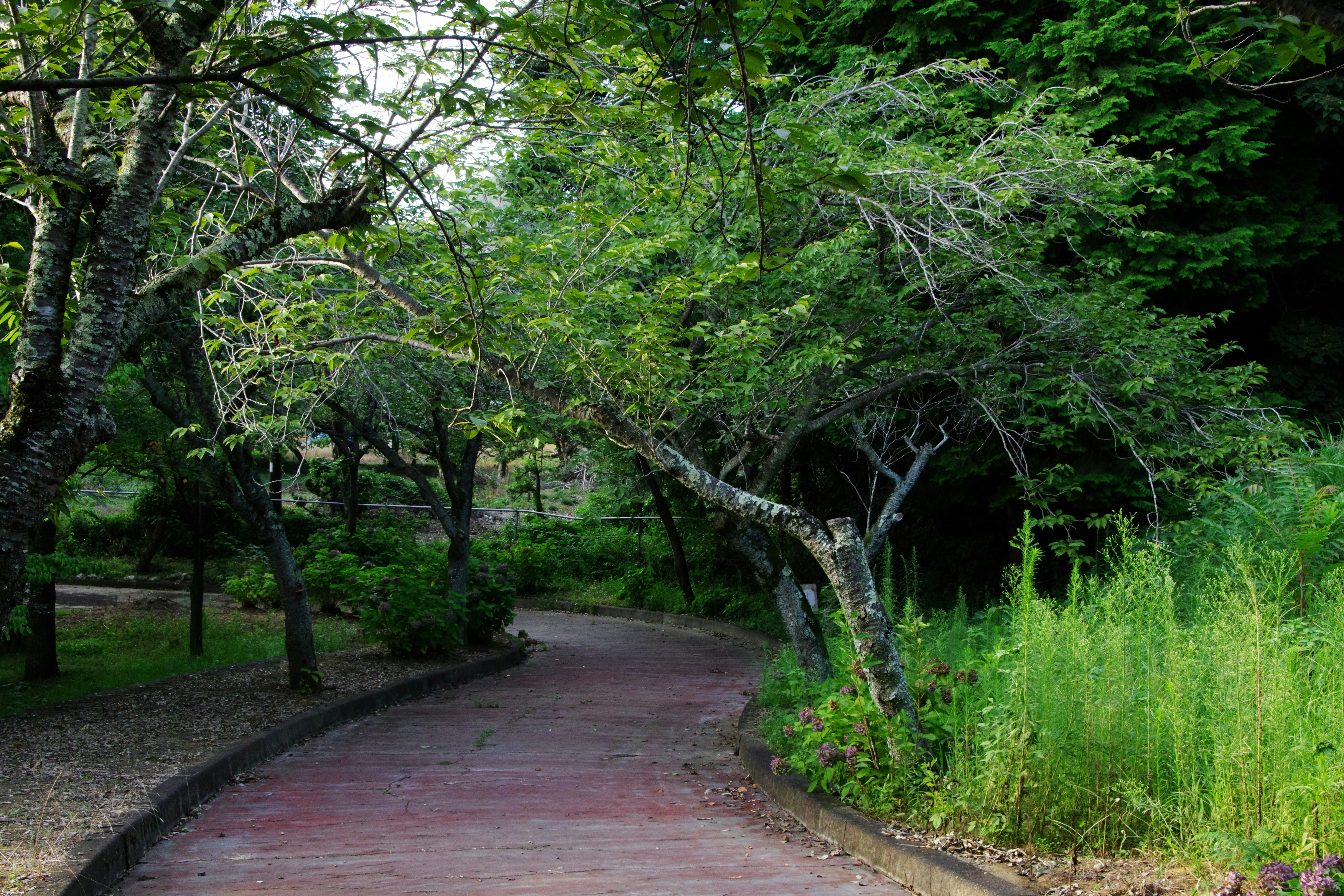 A paved road surrounded by trees and grass photo – Free 森林 Image on ...