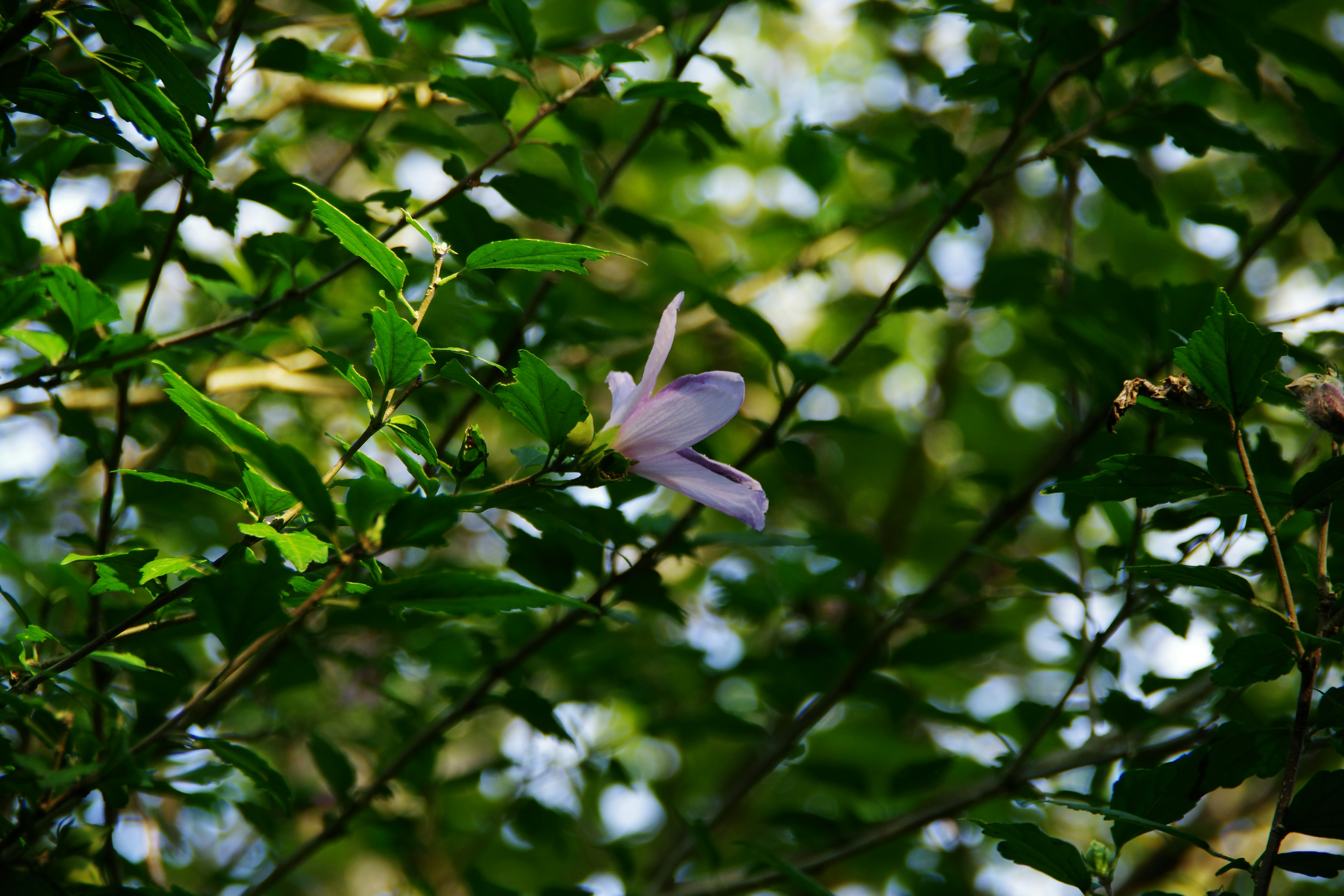 Lone Pink Bloom Threading Through a Green Canopy