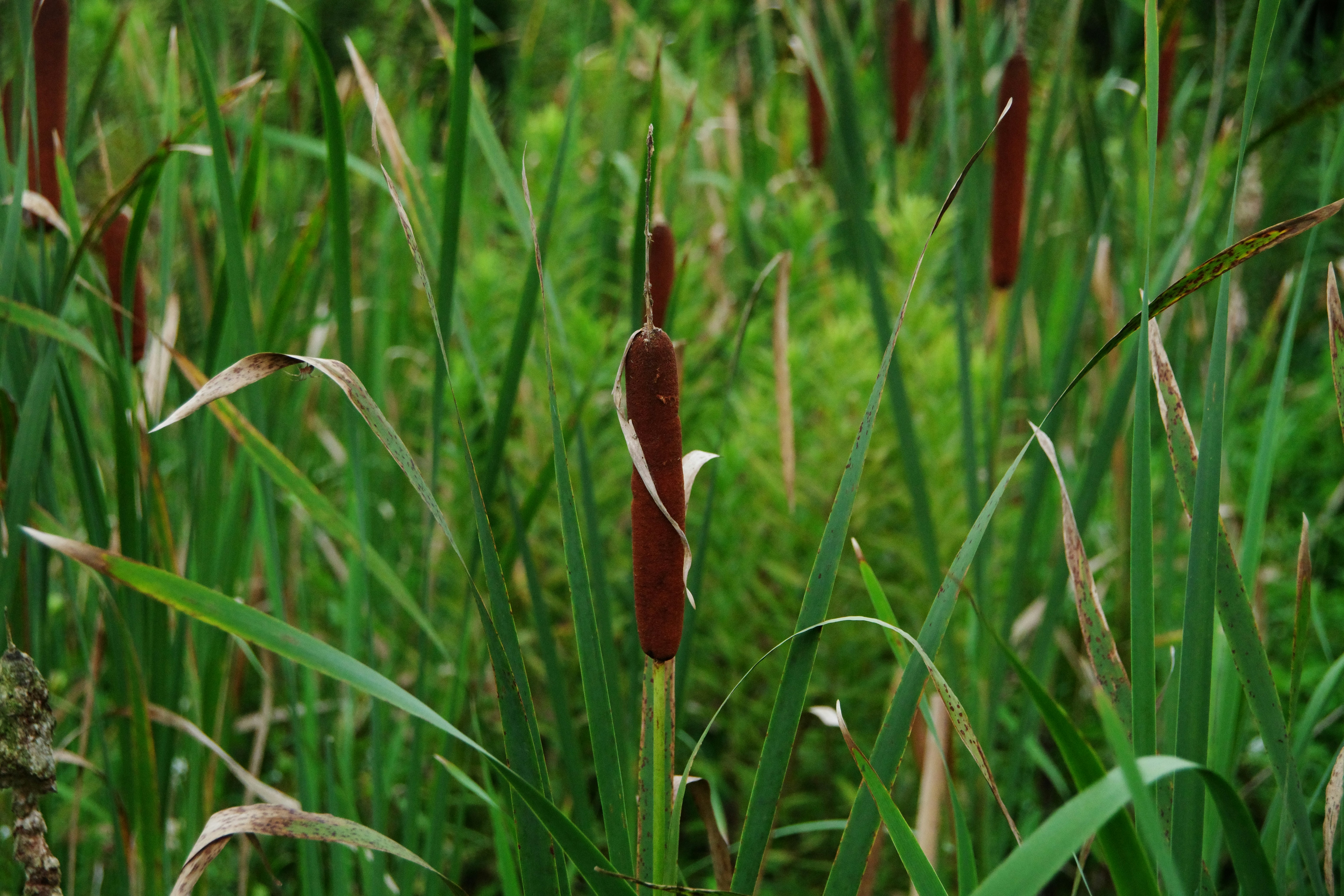 Photo by Naoki Suzuki with Pentax K-3 III