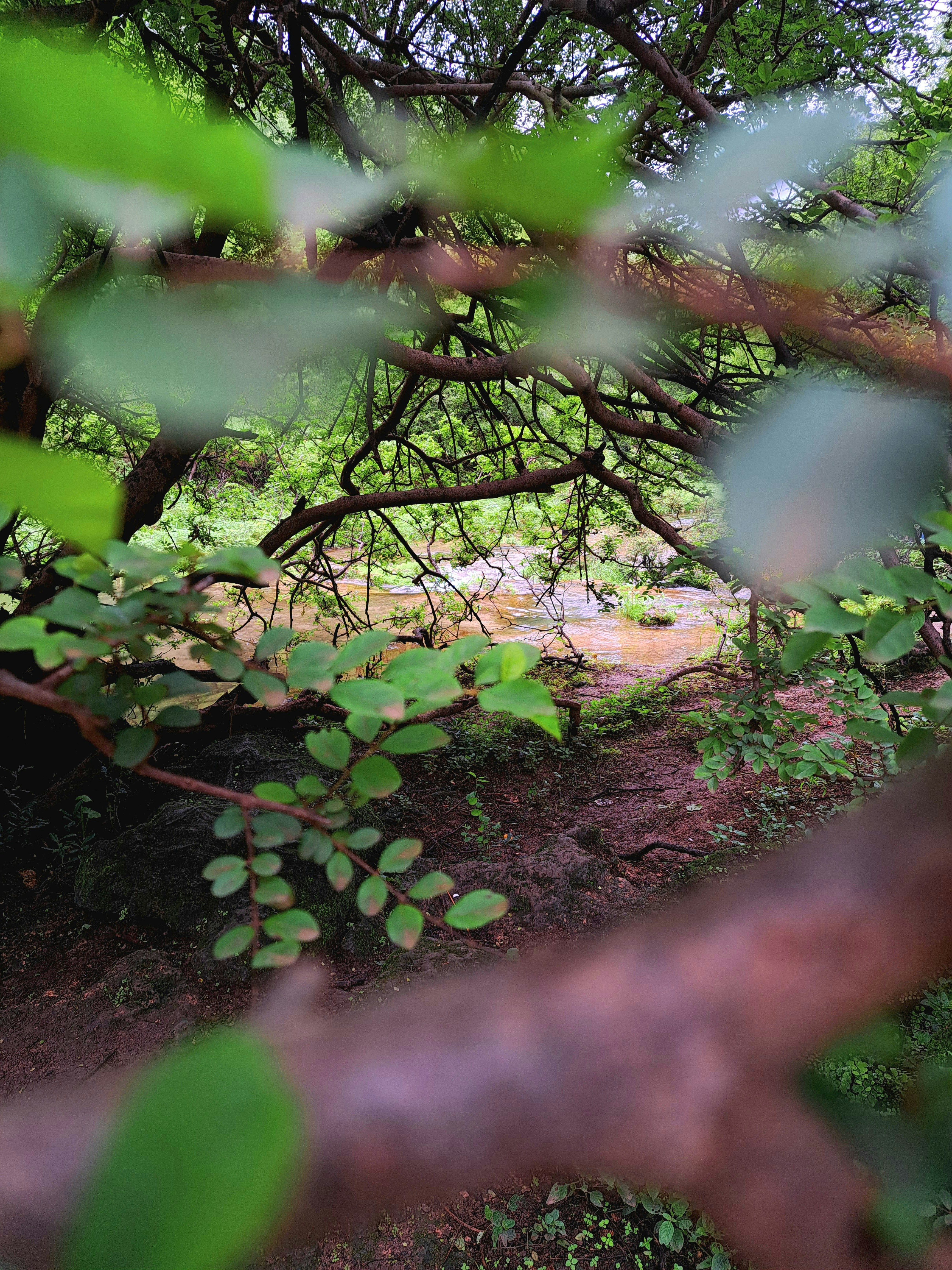 Dense green foliage frames a view of a forest path, creating a natural window.