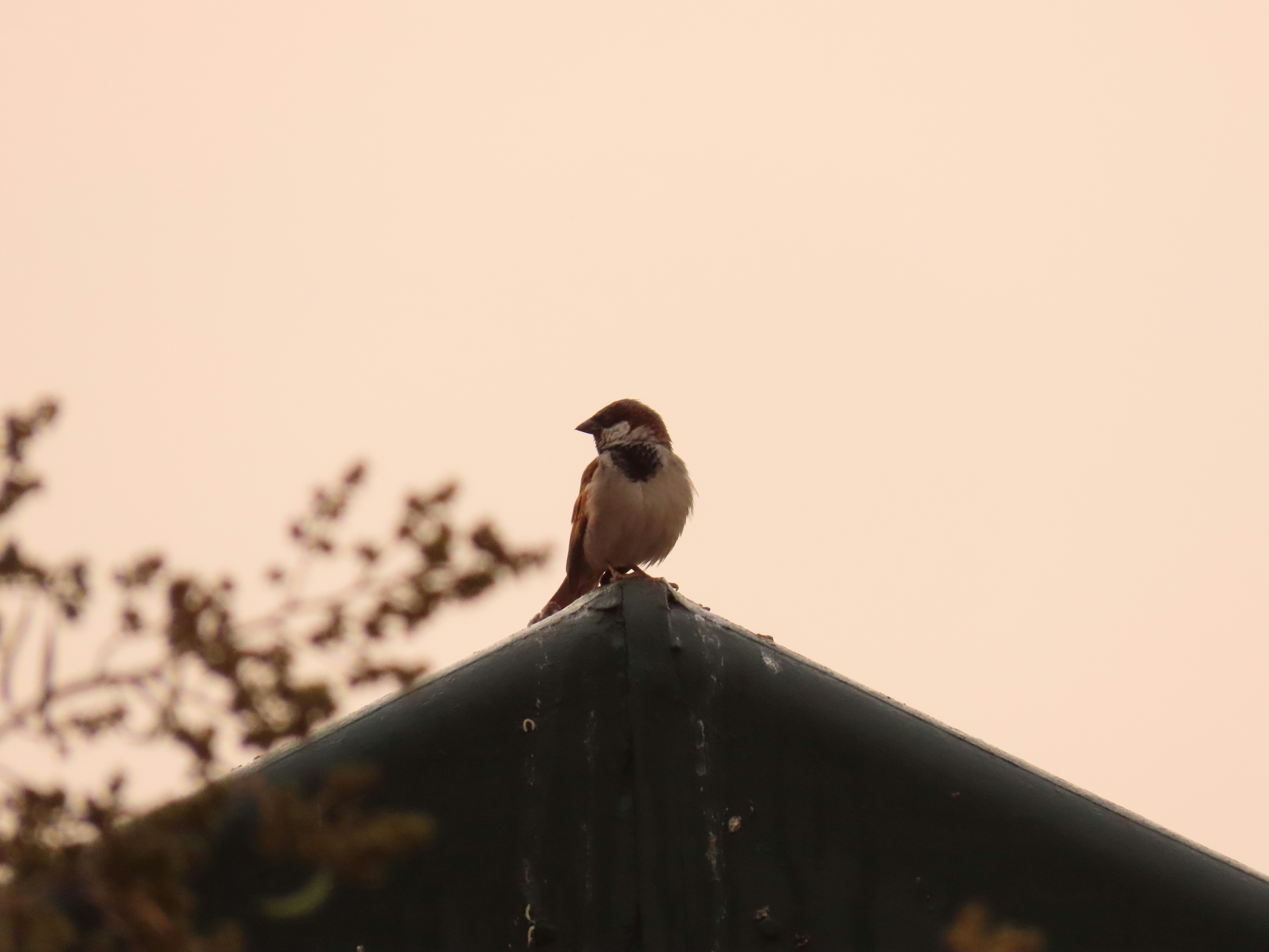 Dusk-Burnished Sparrow Perches at a Rooftop Peak