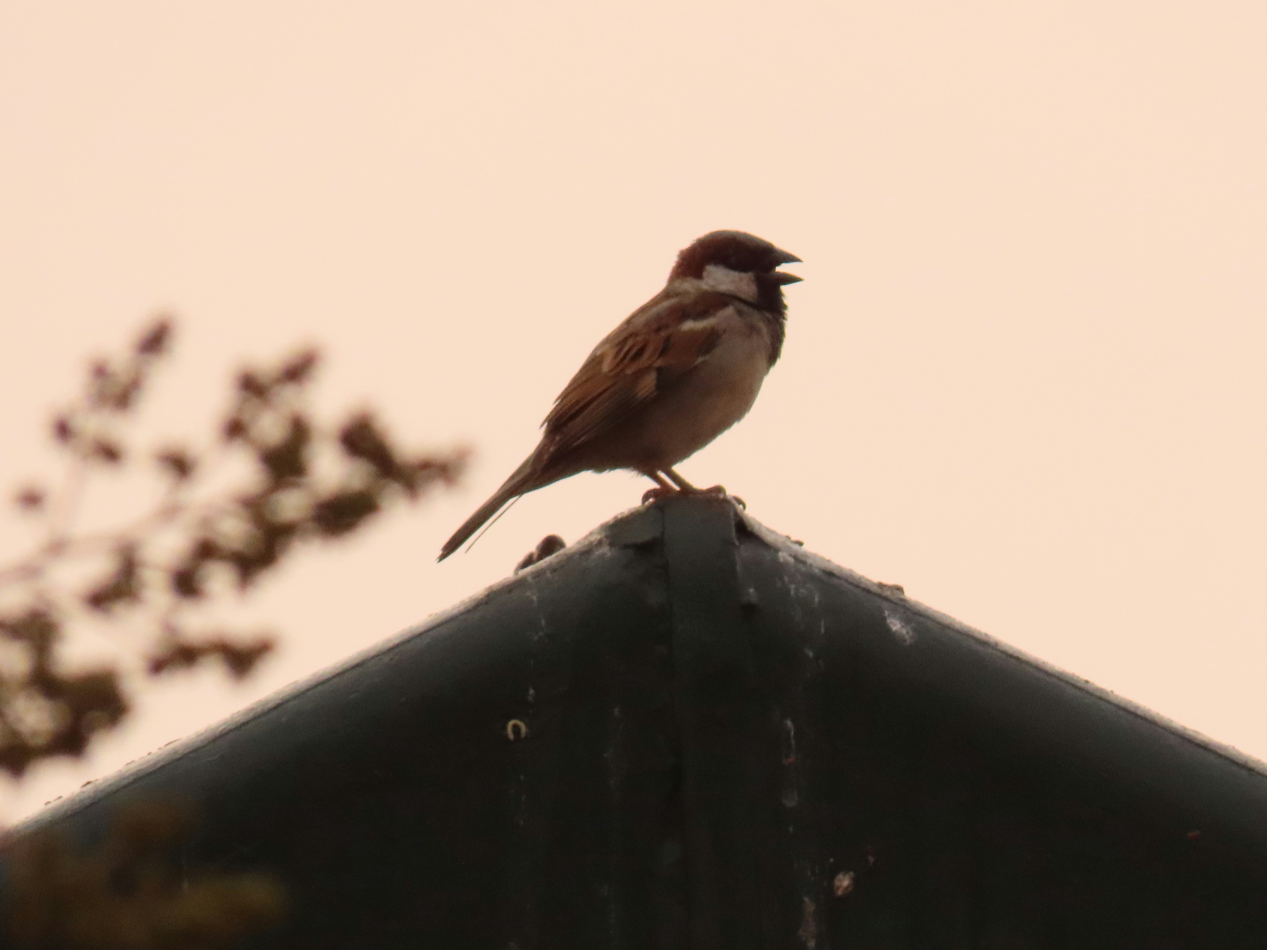 Dusk Sparrow on a Rooftop Ridge under Peach Sky