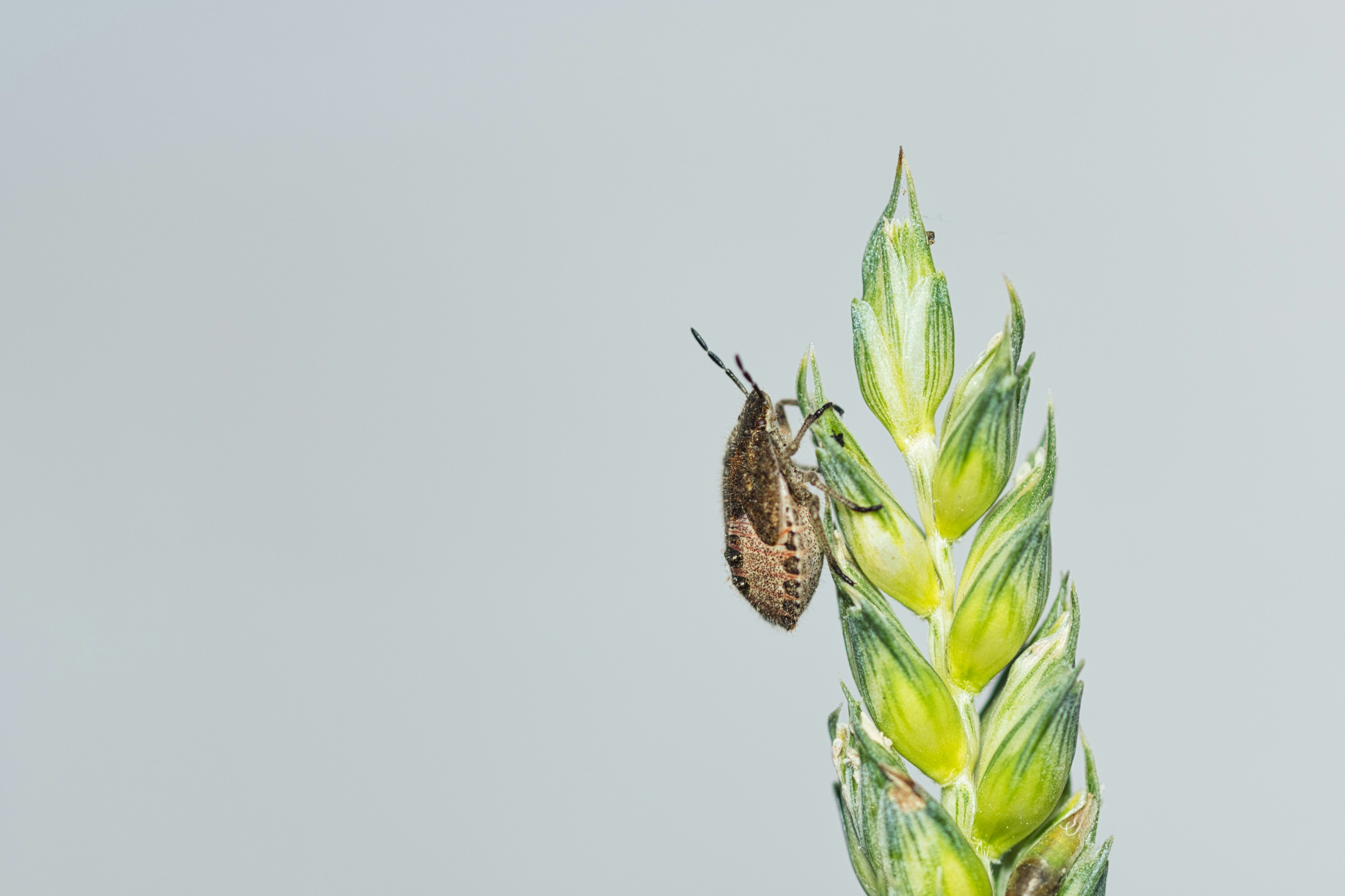 Shield Bug on a Wheat Spike: A Micro Portrait in Pale Light