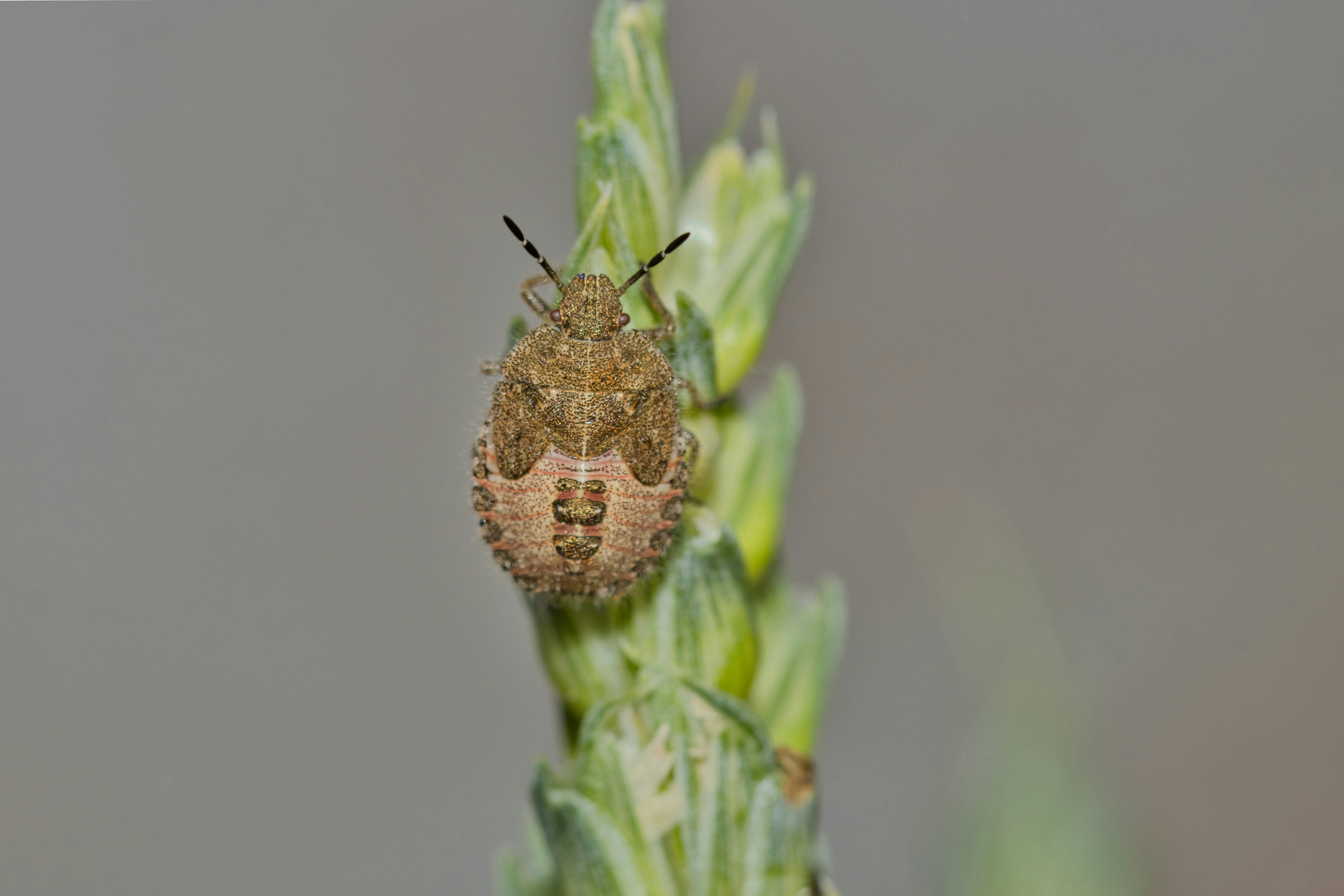 Shielded Spotlight: a brown shieldbug clings to a sprouting stem against a muted macro backdrop.