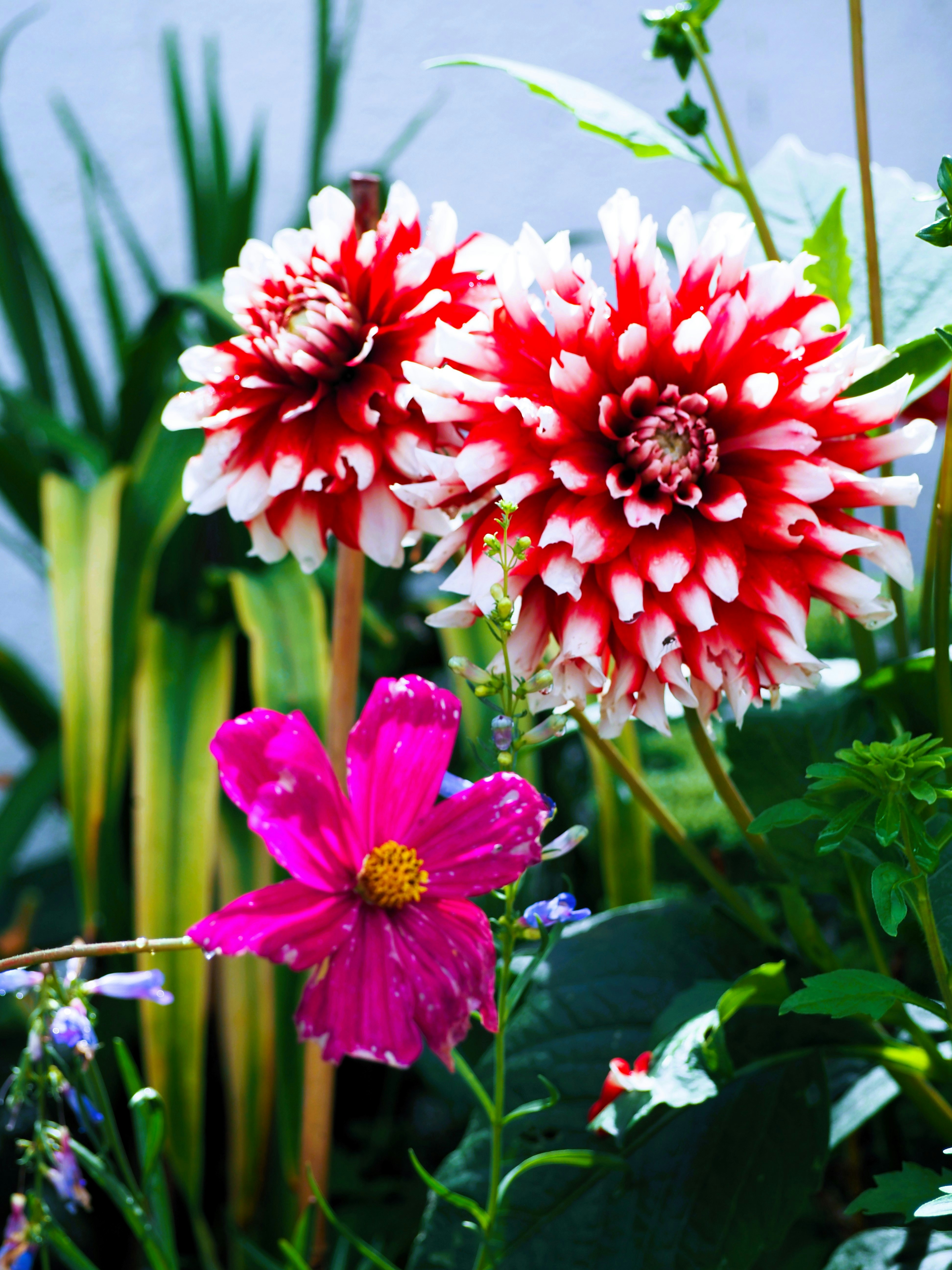 Dahlia Crown and Magenta Cosmos: A Colorful Garden Moment