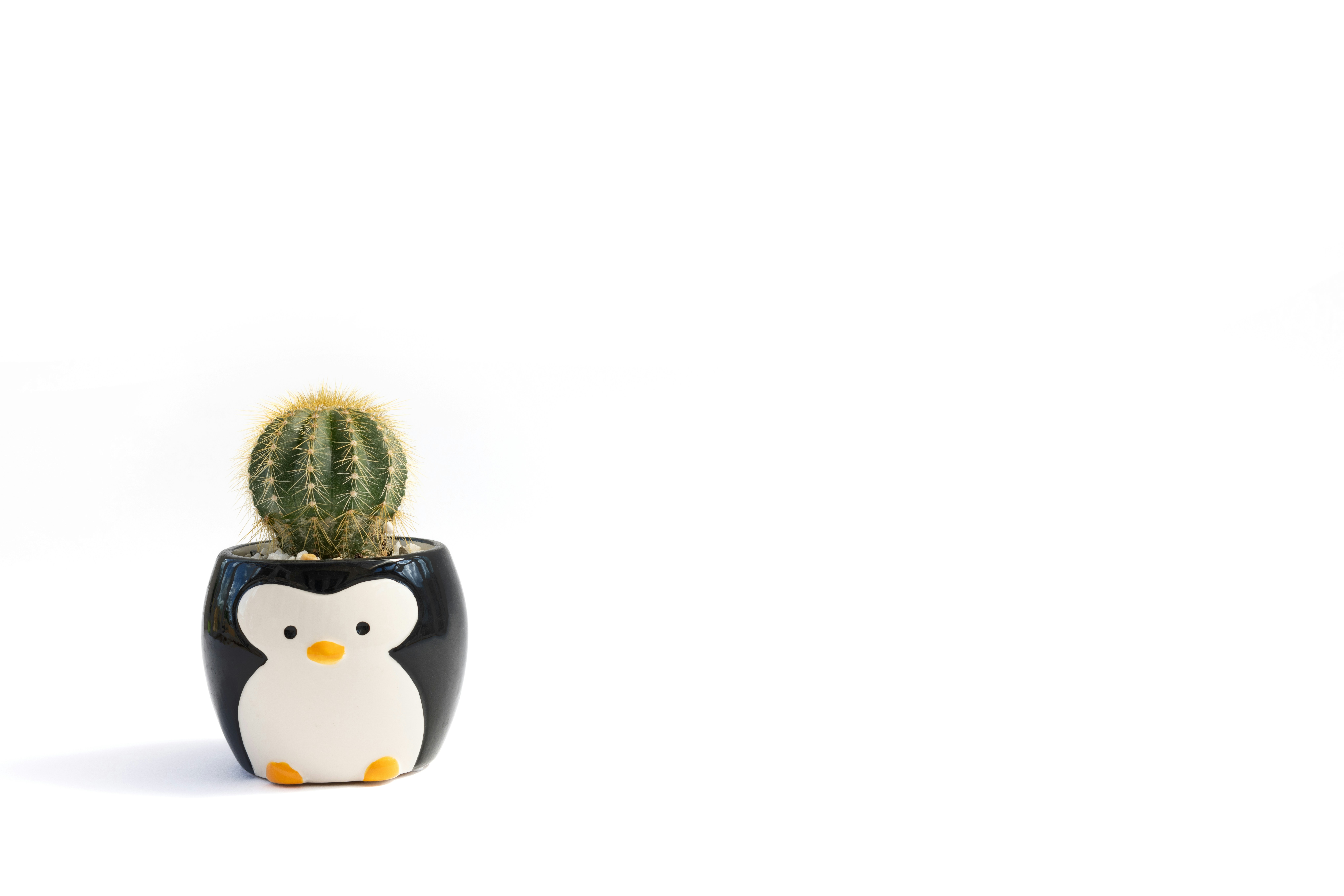 Penguin Planter Crowned by Cactus: Quiet Whimsy on White