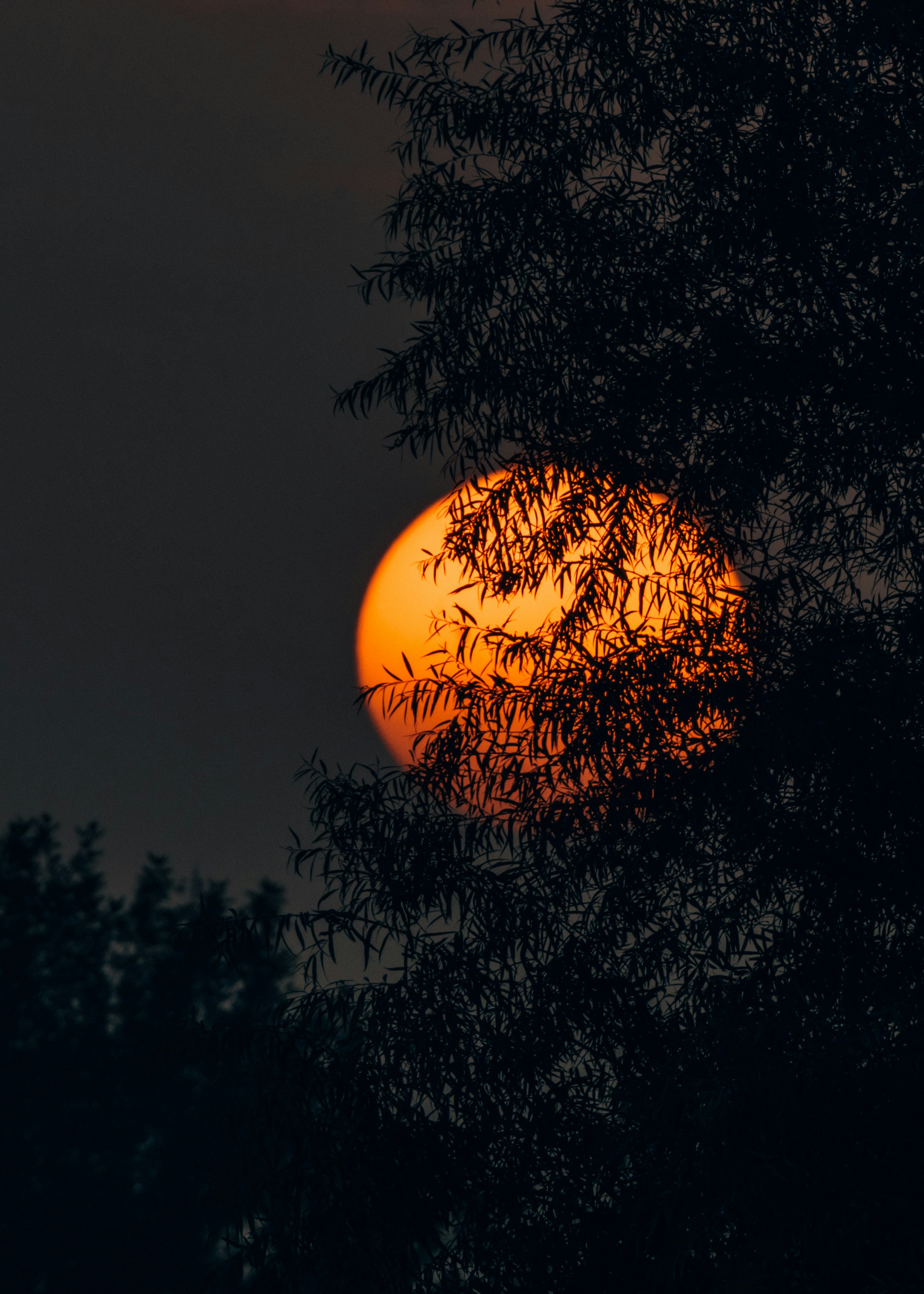 Ember Sphere Through a Silhouetted Canopy at Dusk
