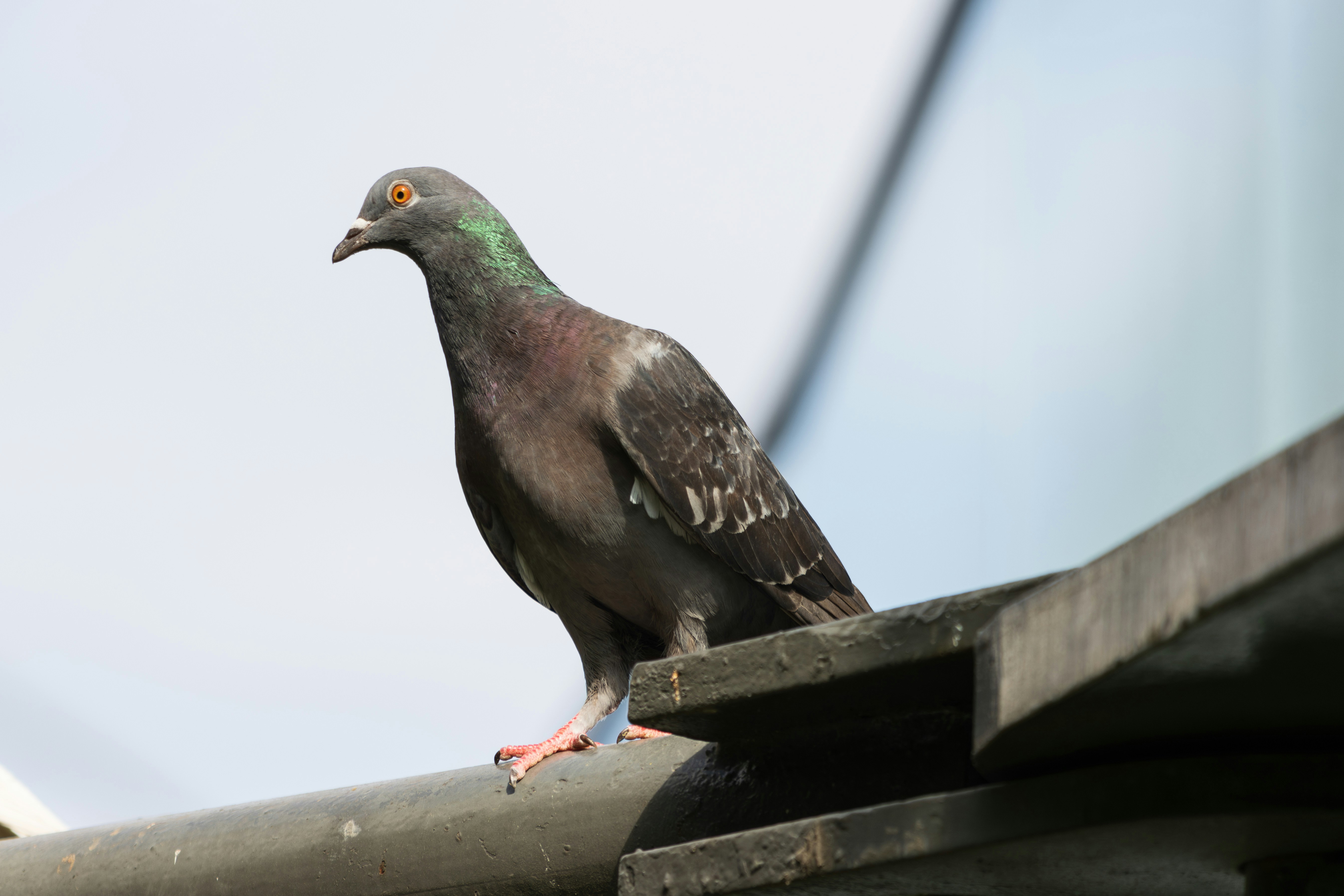 Una paloma sentada en lo alto de un tejado foto – Imagen de Rumania ...