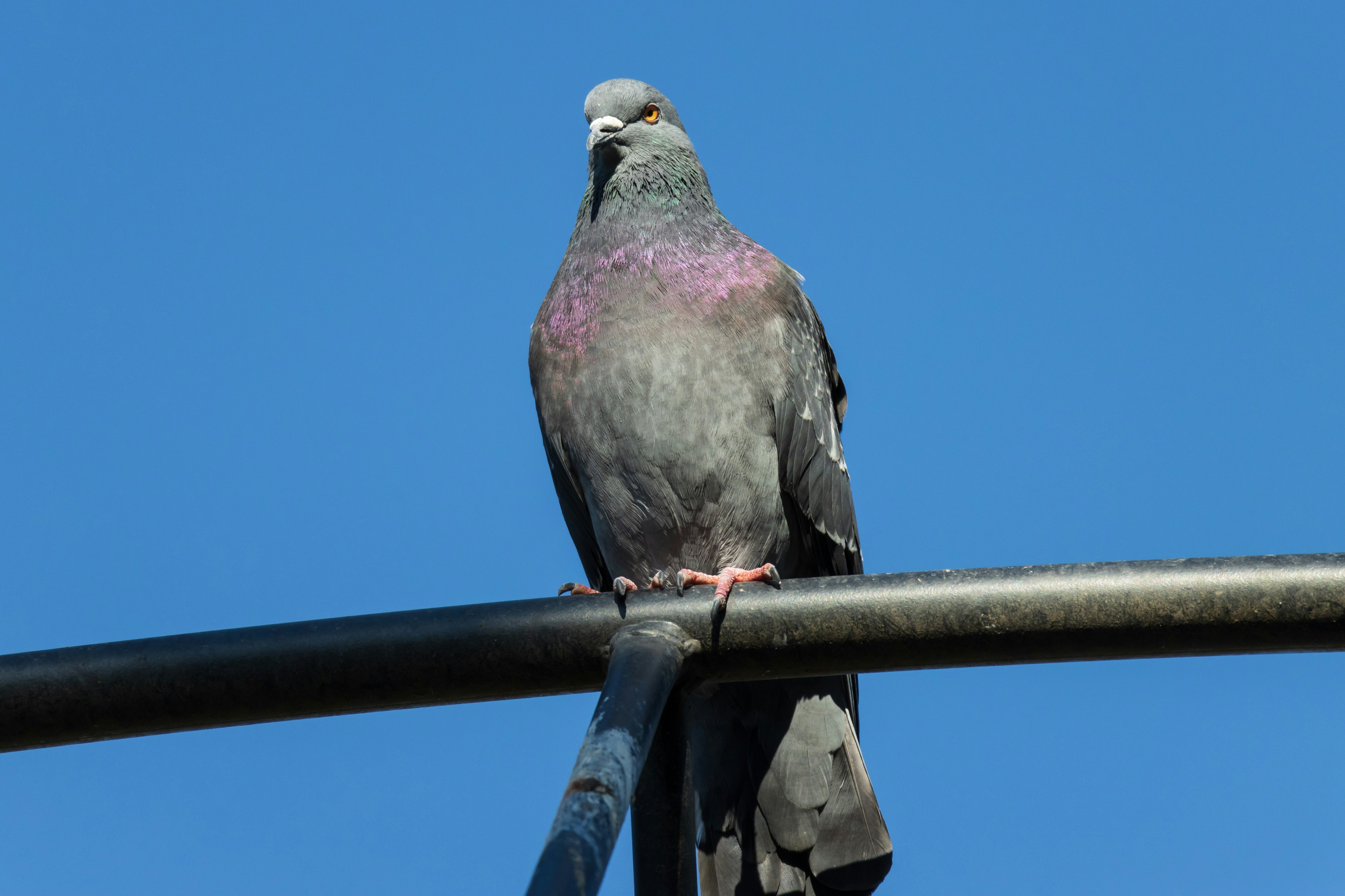 A pigeon perched on a metal pole with a blue sky in the background ...