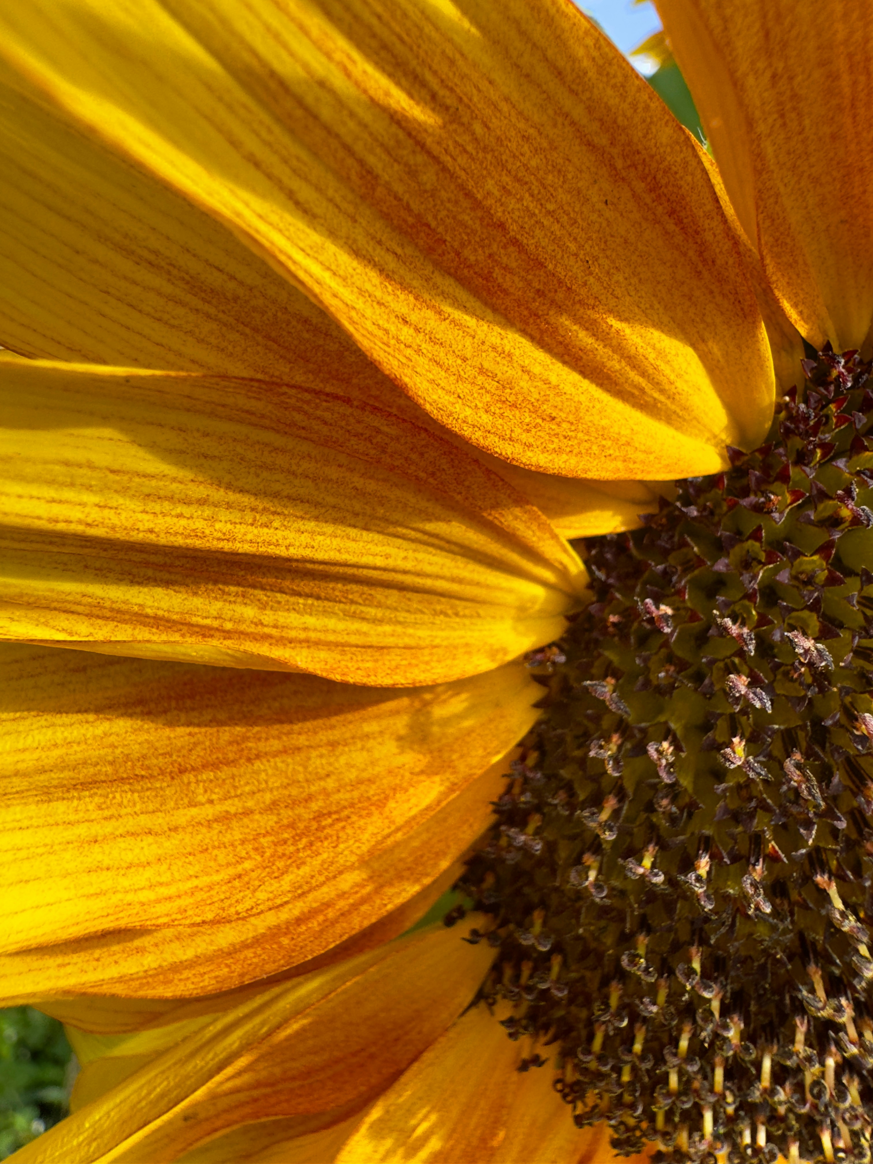 A close up of a sunflower with a blue sky in the background photo ...