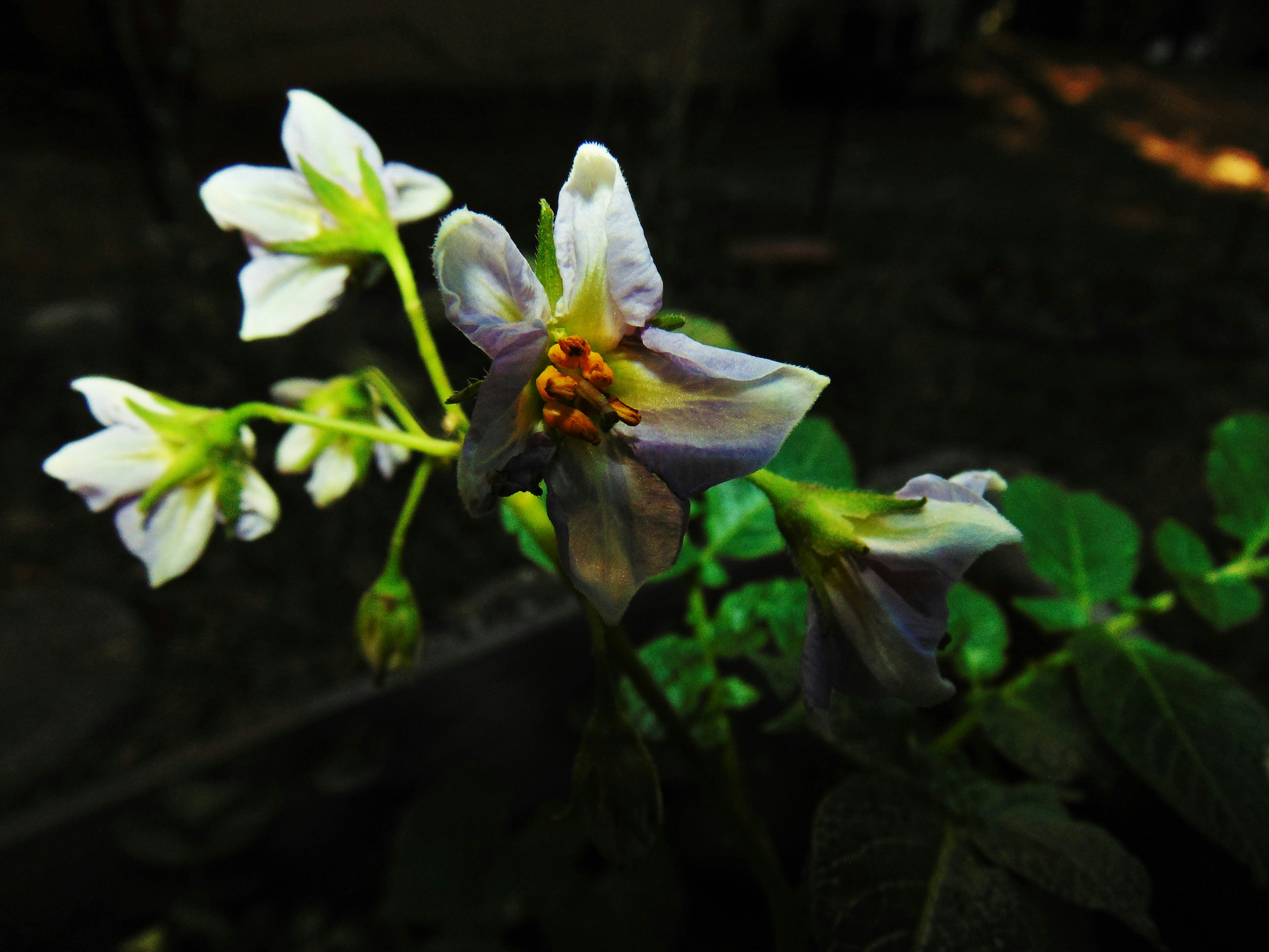 Petals in Shadow: A Quiet Bloom at Dusk