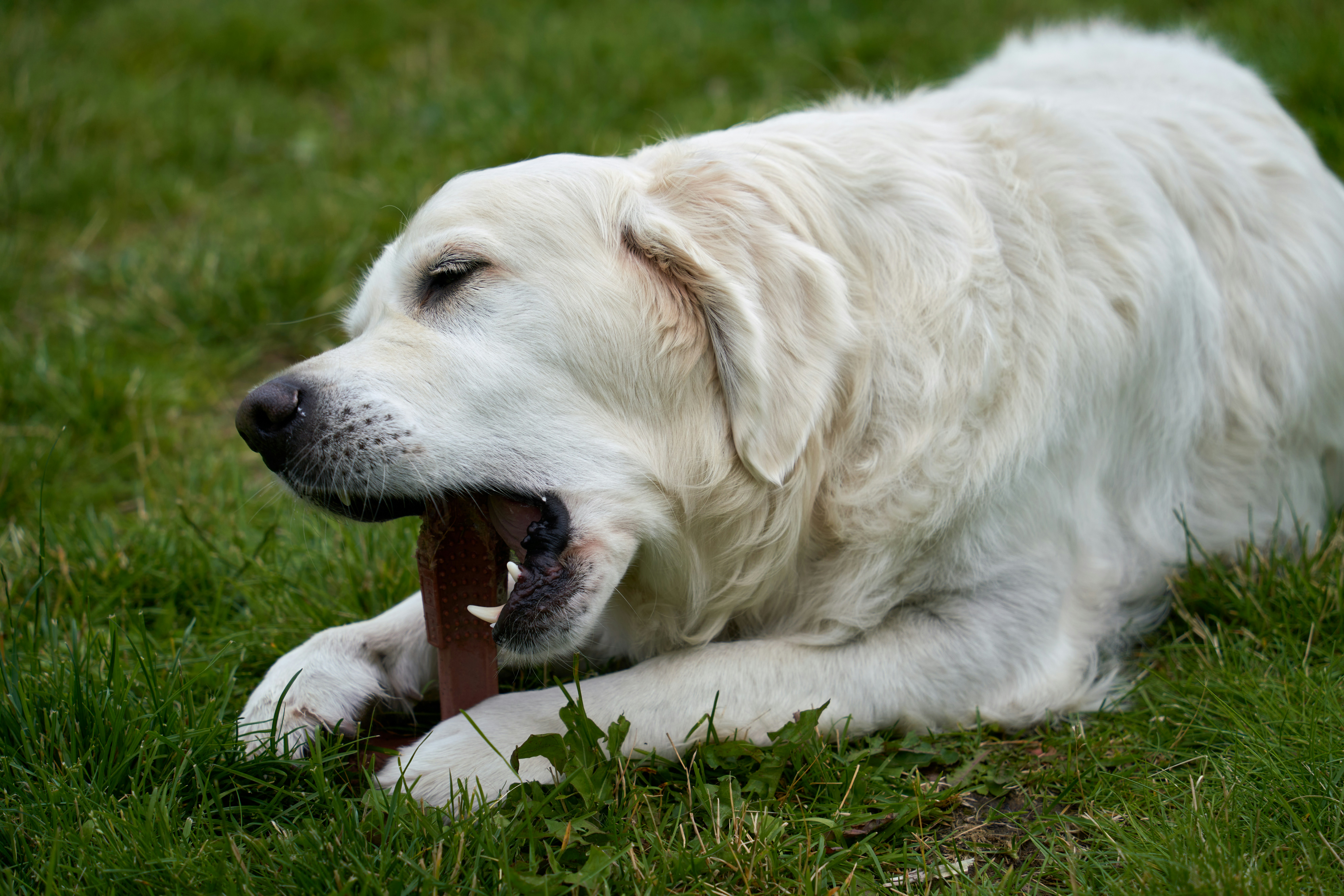 A young white male golden retriever is lying on the green grass, happily chewing on a stick during a warm summer day, fully enjoying his time outdoors
