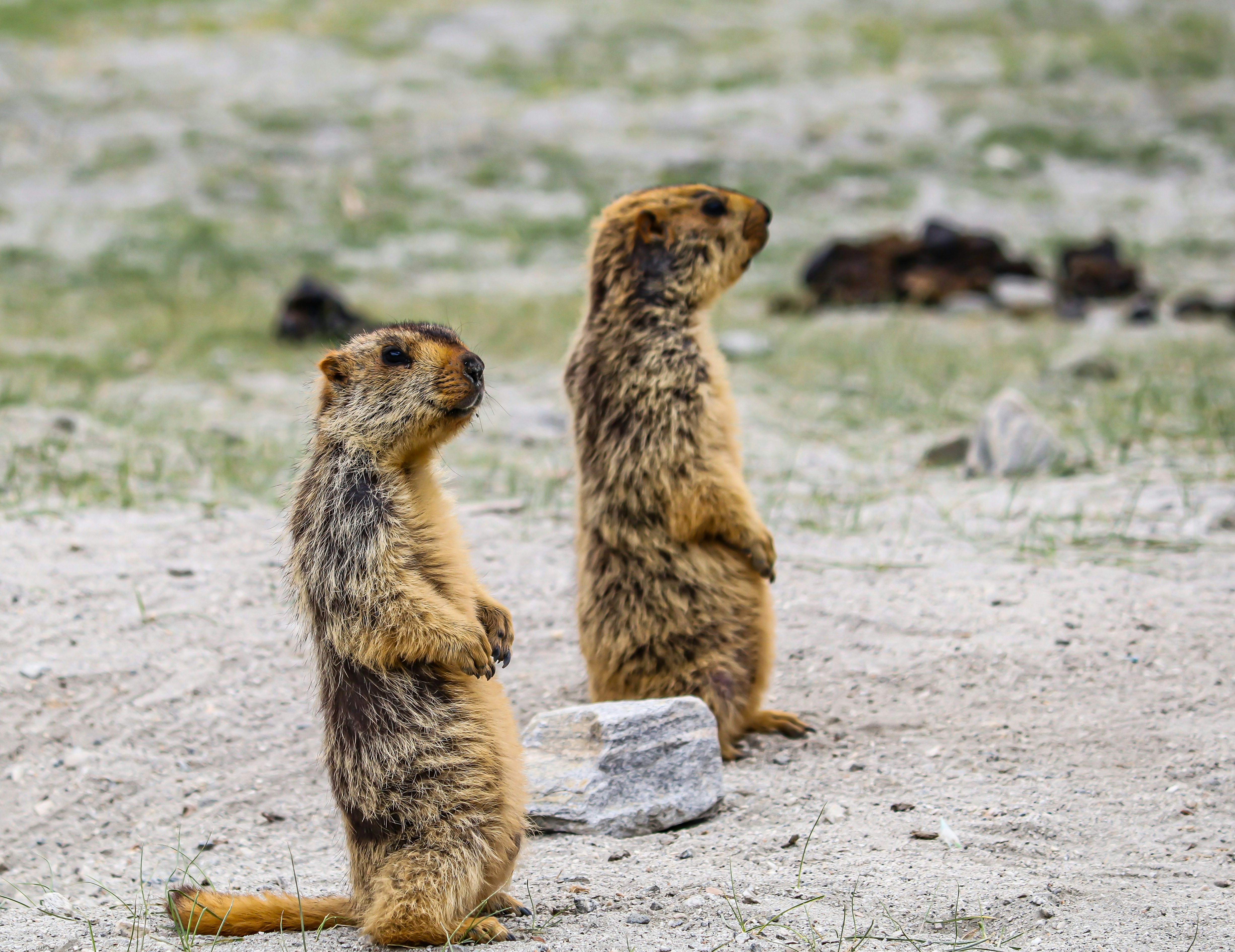 A couple of animals that are standing up photo – Free Ladakh Image on ...
