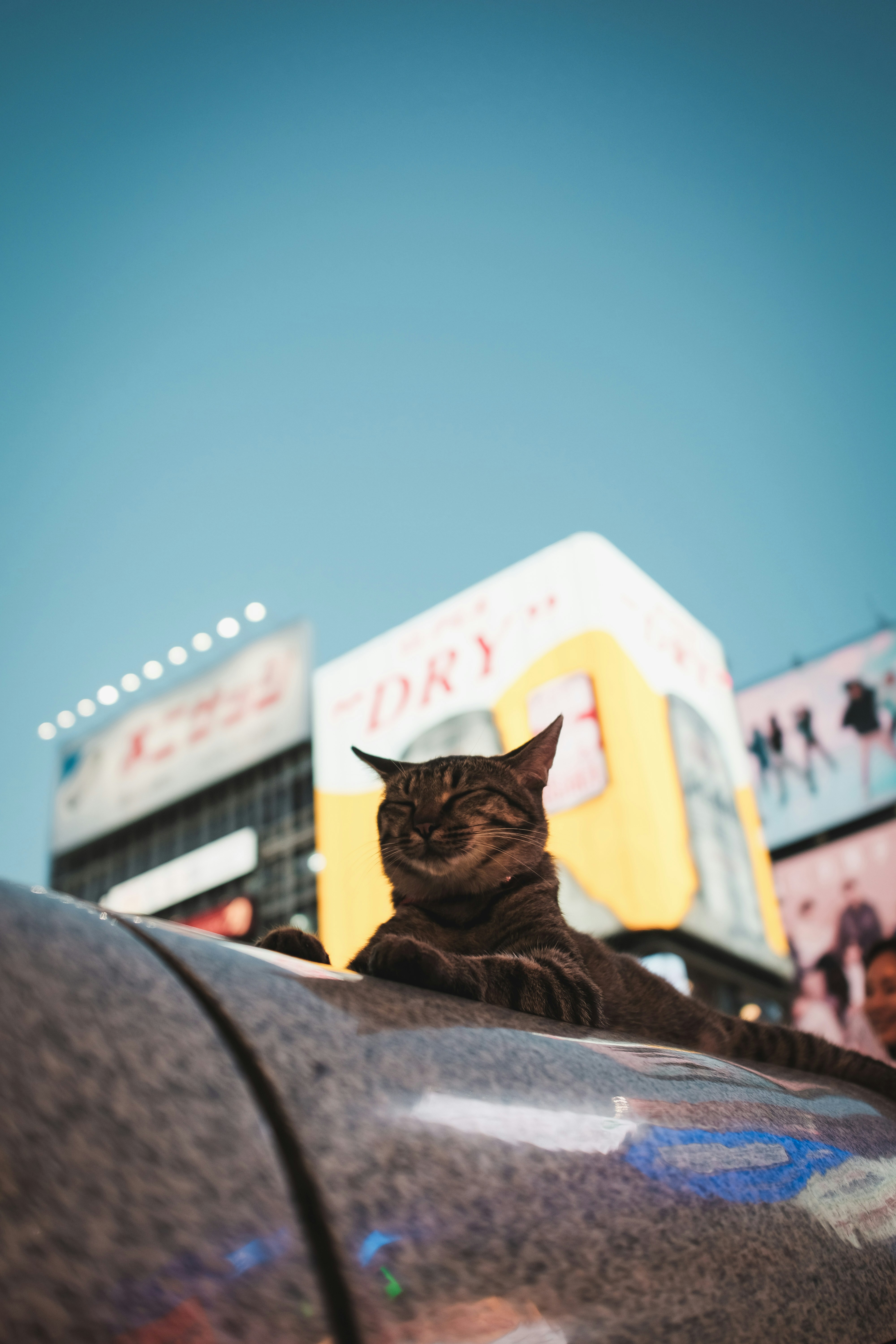 City Watcher on Chrome: A Cat Among Neon Backdrops