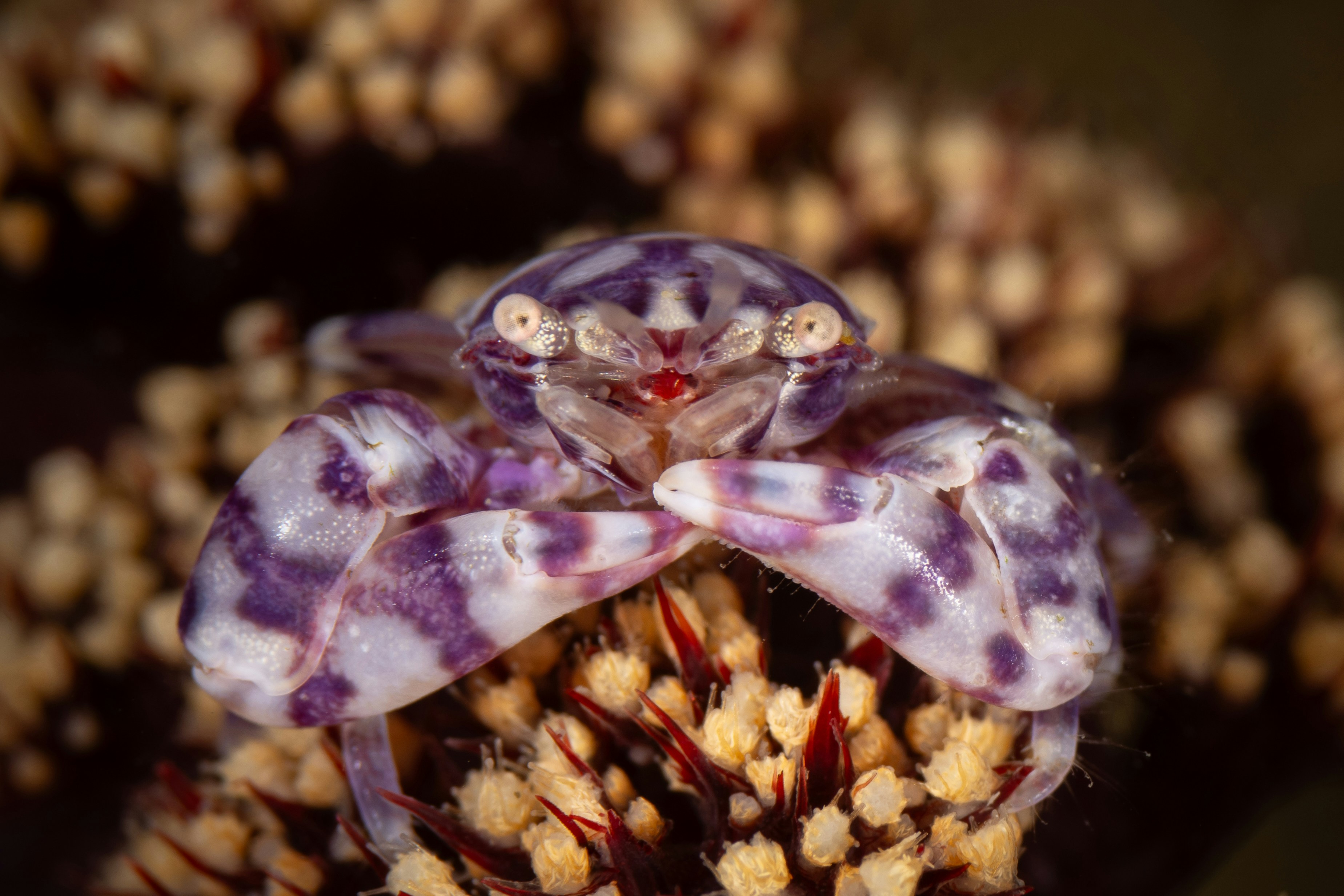 Crab with Camouflage Patterns in Coral Habitat
