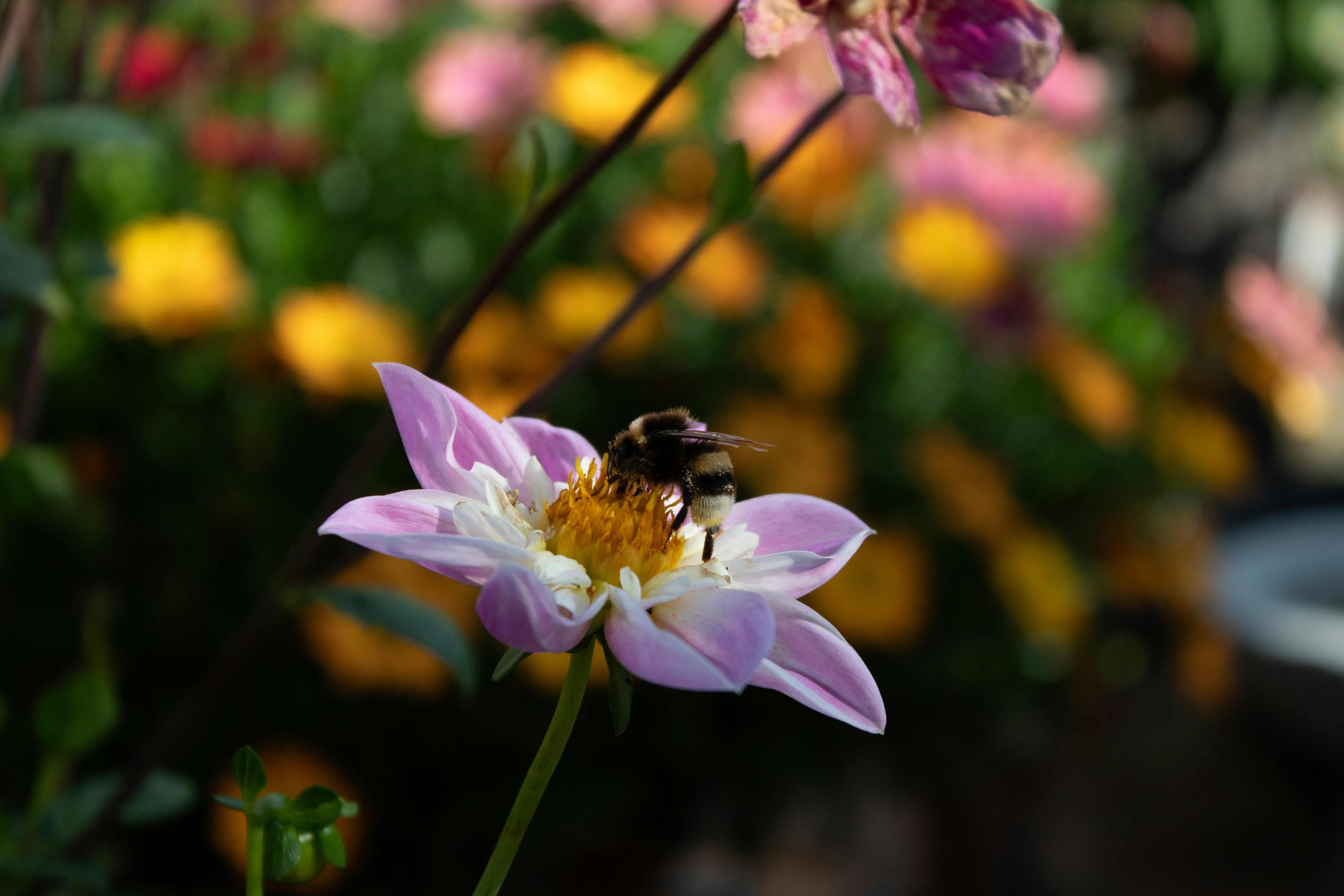 Bee on a Lilac Petal: A Quiet Macro Moment in a Sunlit Garden