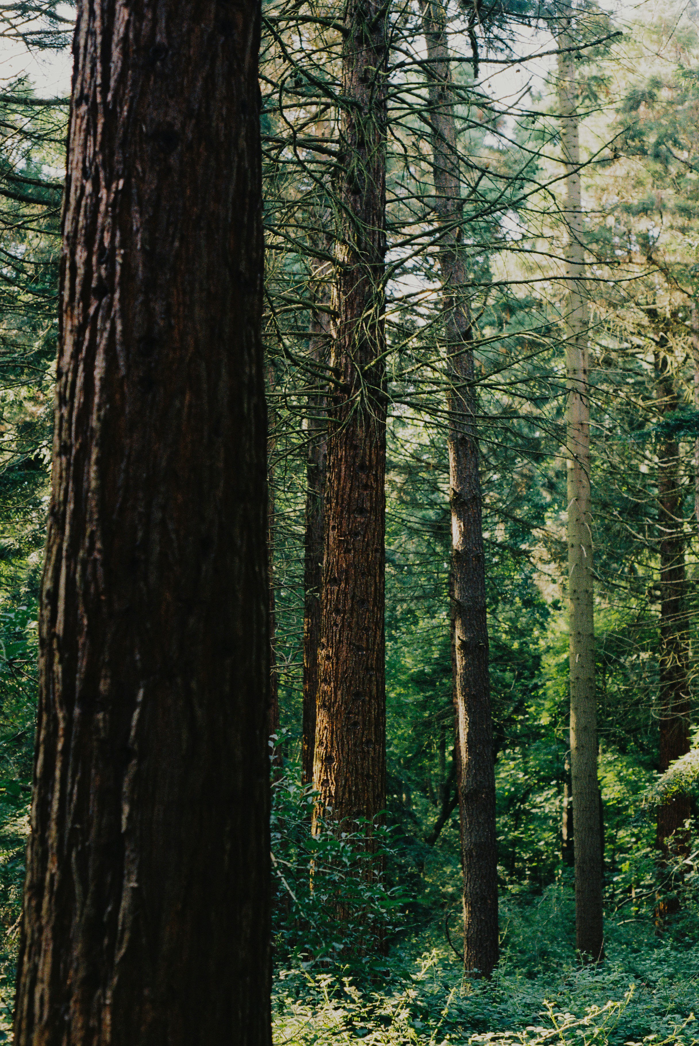 A forest filled with lots of tall trees photo – Free Cologne Image on ...