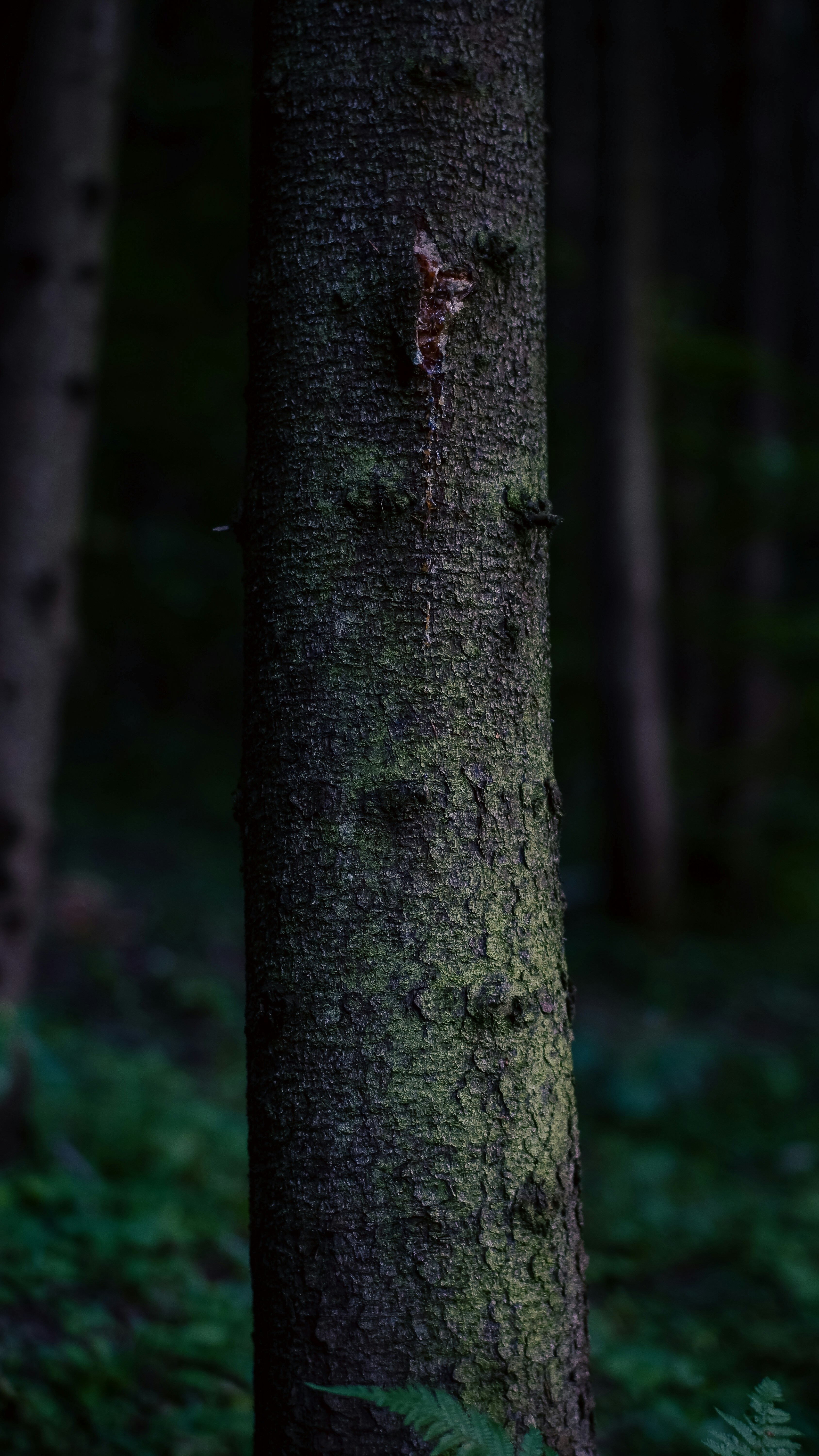 Midnight Trunk: Texture and Shadow in a Quiet Forest