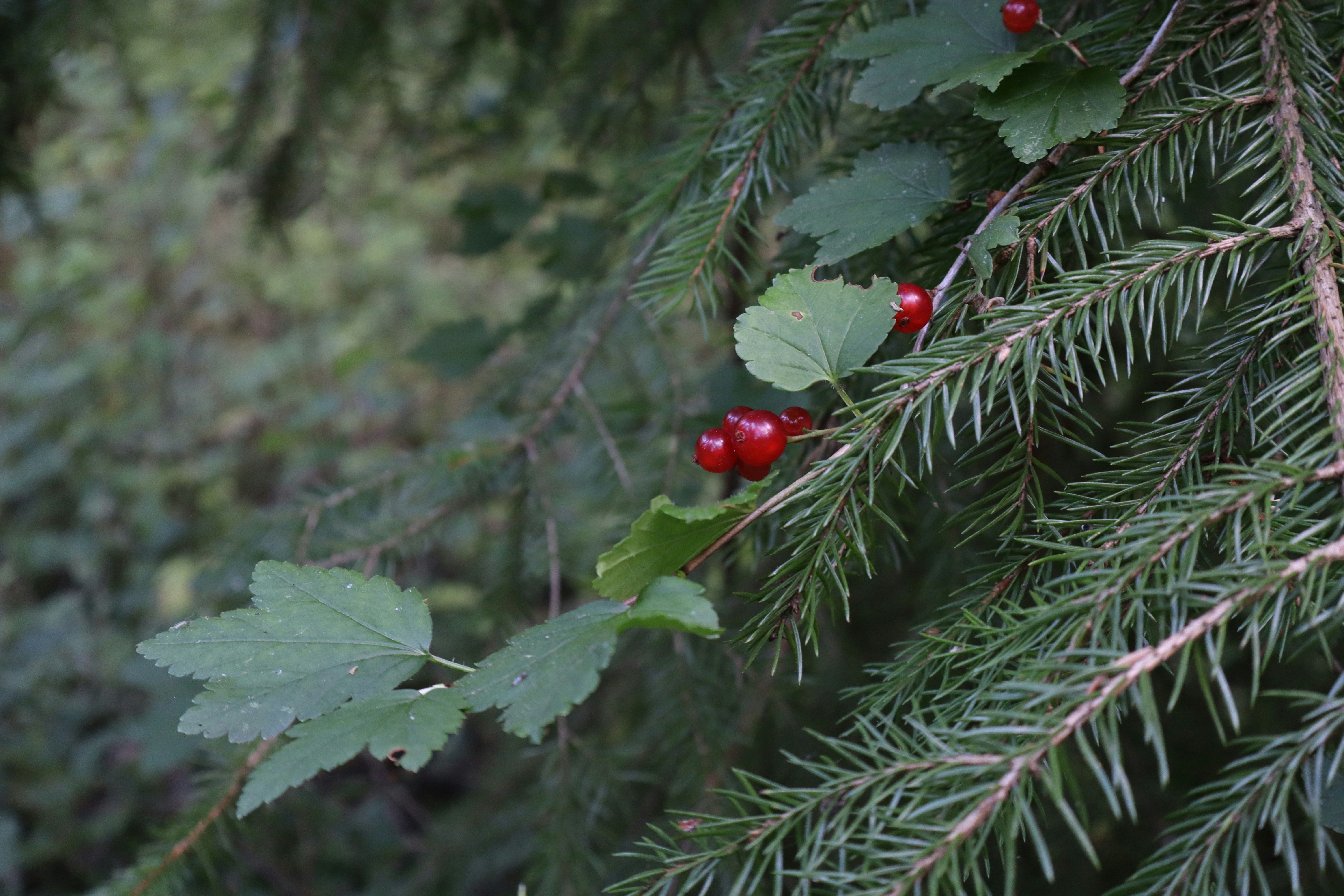 Red berries closeup photo