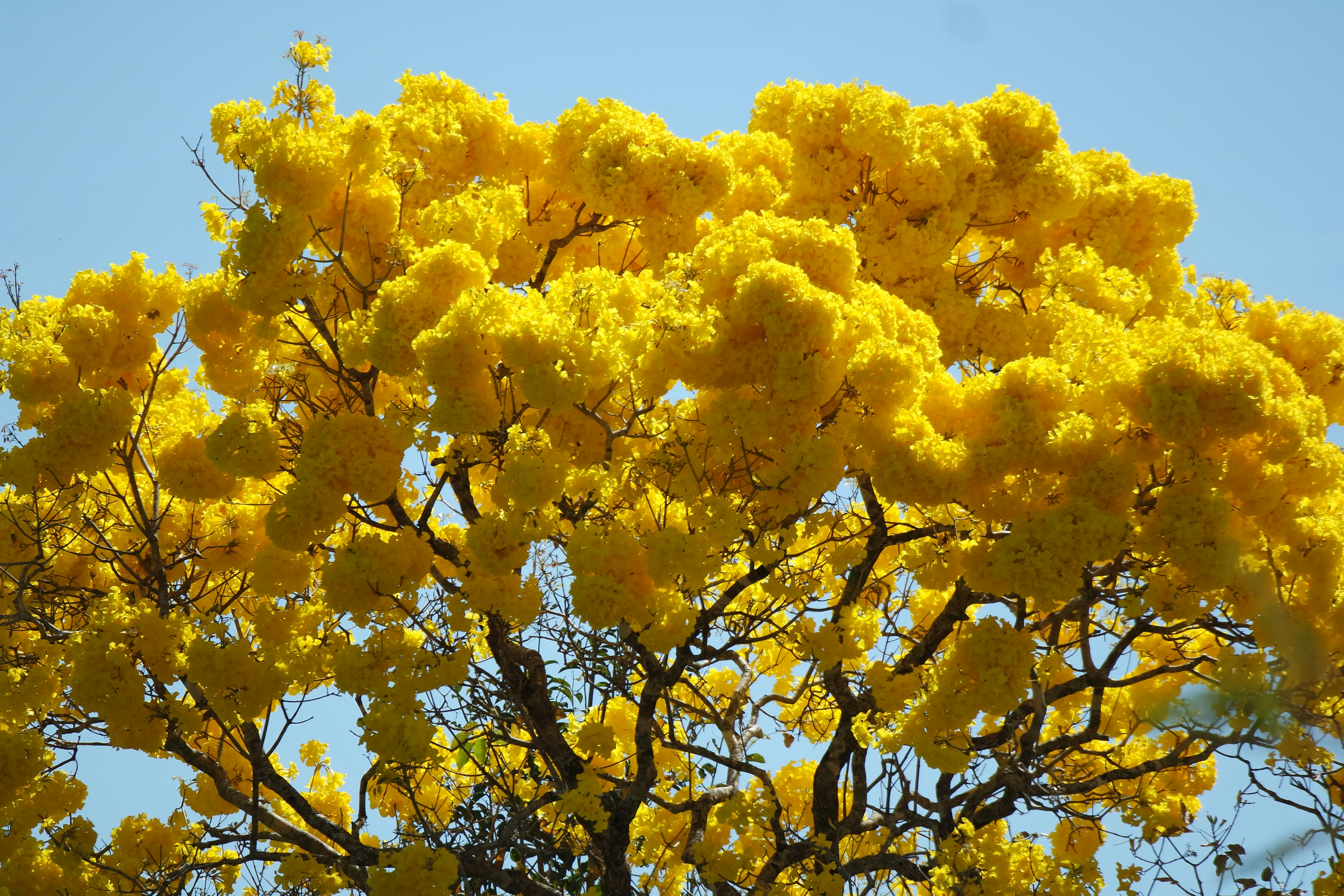 Yellow blossoms blanket a tree against a clear blue sky, capturing a vibrant spring moment. The dense clusters and dark branches emphasize texture and structure.