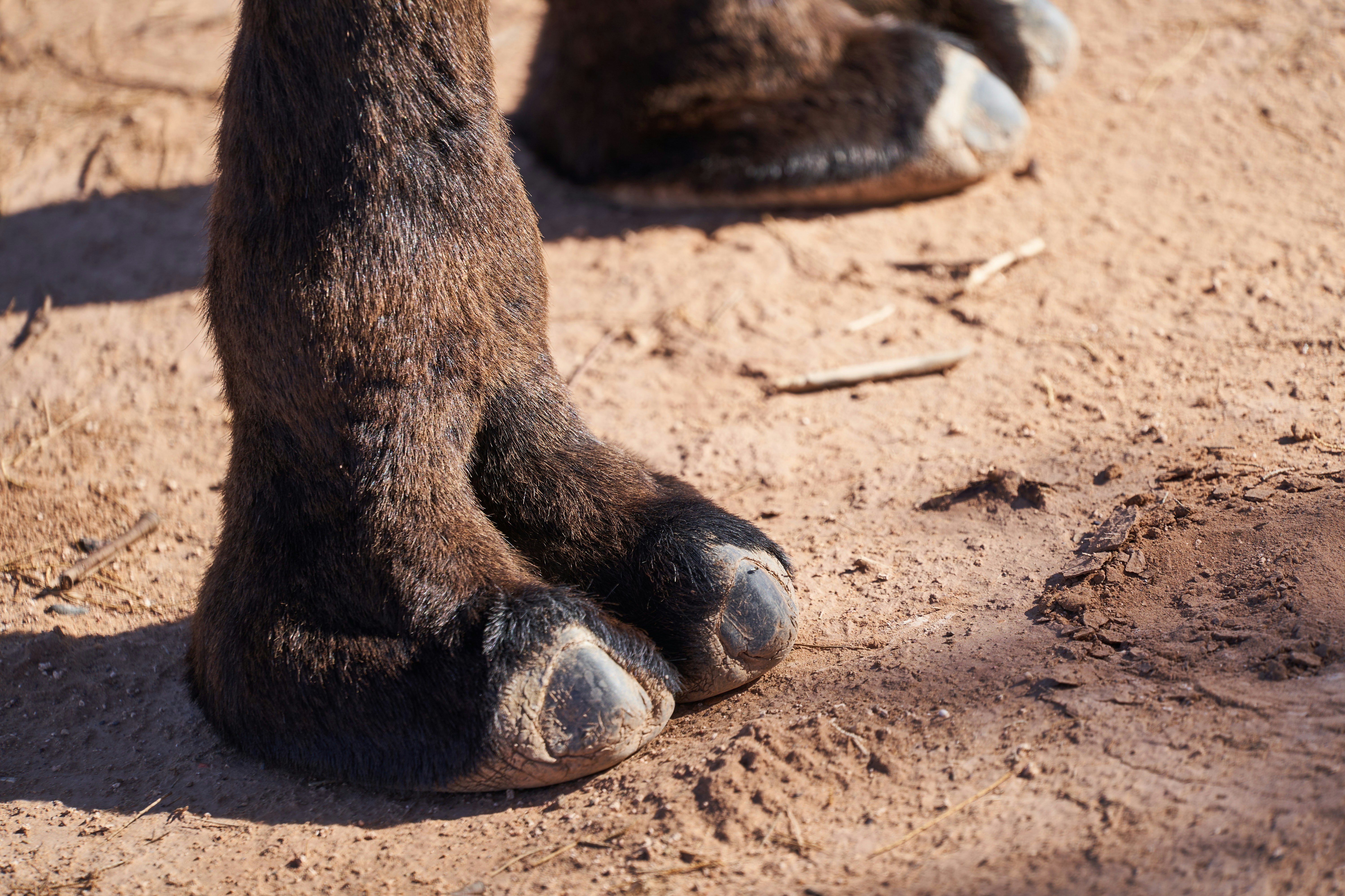 Close-Up of Hooves on dusty ground: a glimpse of the animal's sturdy stance
