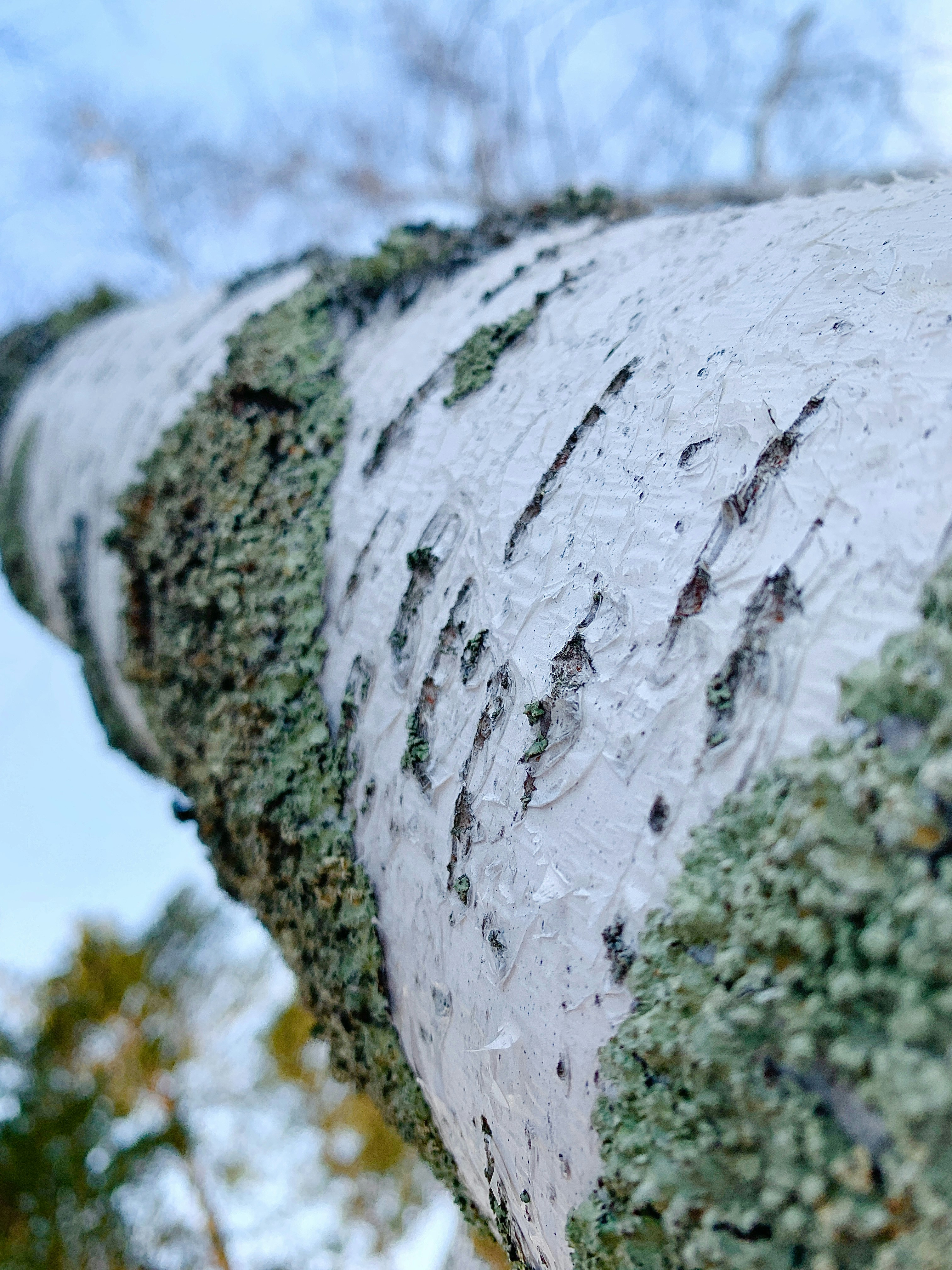 Tilted Birch Portrait: Weathered White Bark Dusted with Green Lichen