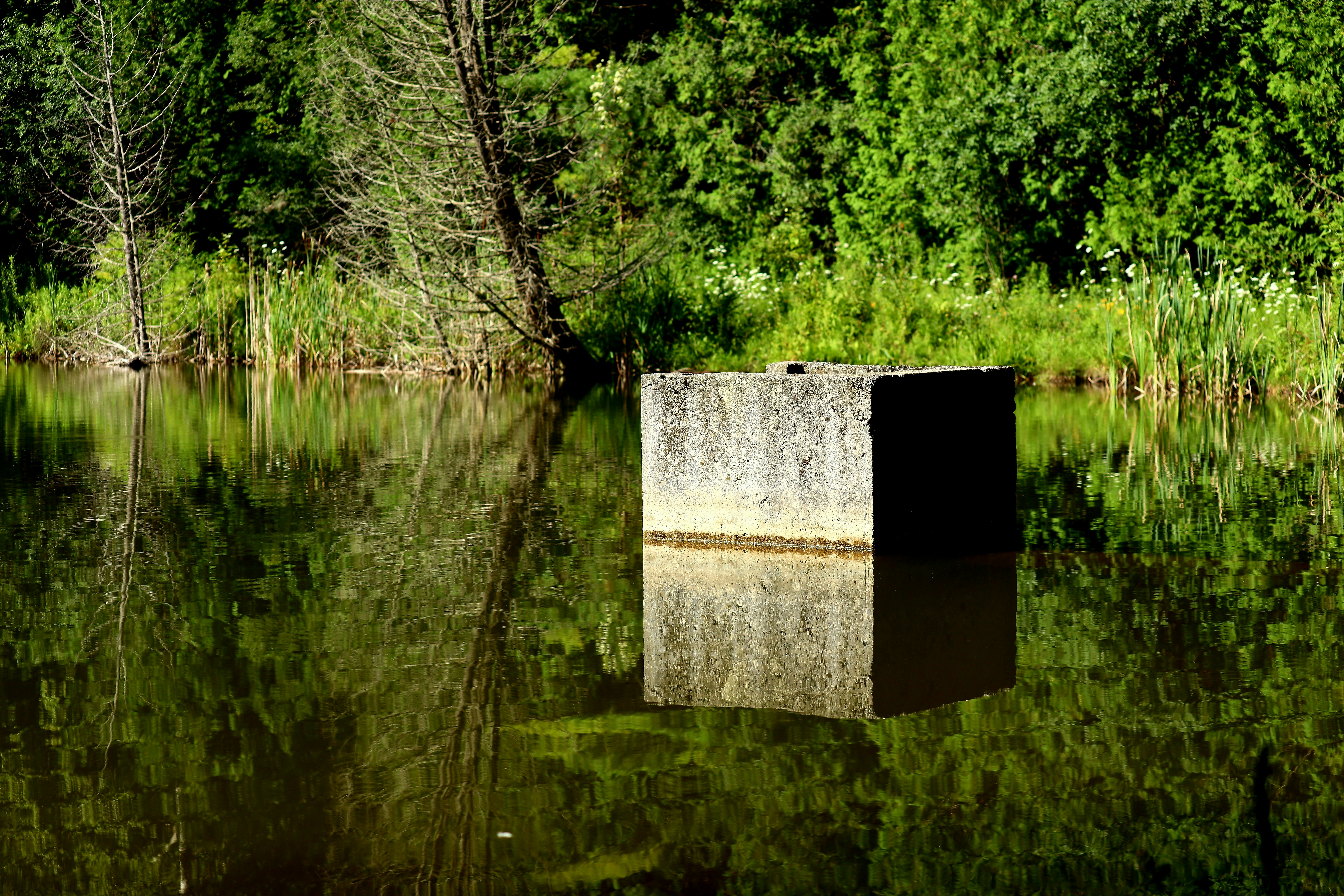 Photo by Richard Burlton with Canon EOS R