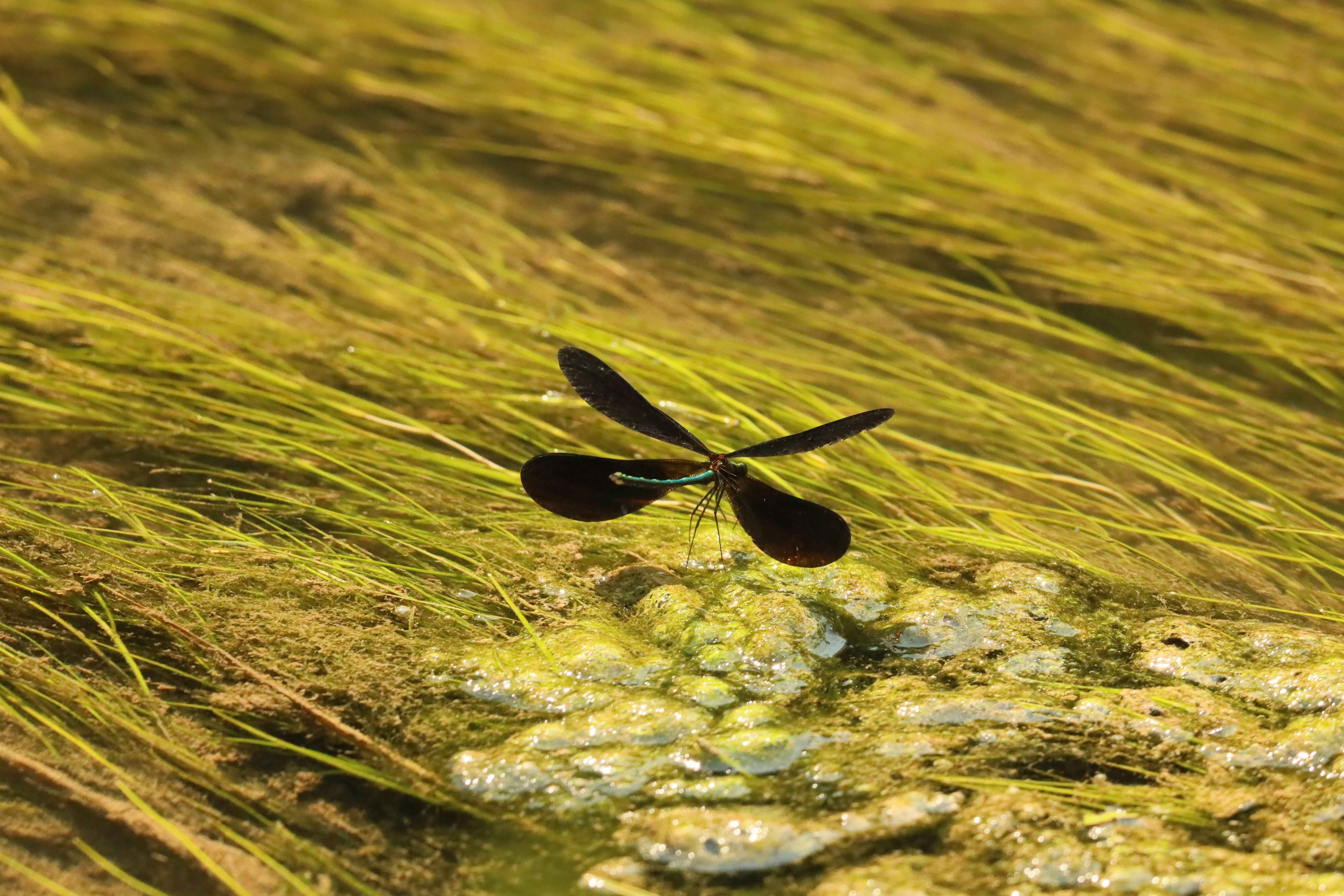 Una libélula volando sobre un cuerpo de agua foto – Imagen de Libélula ...