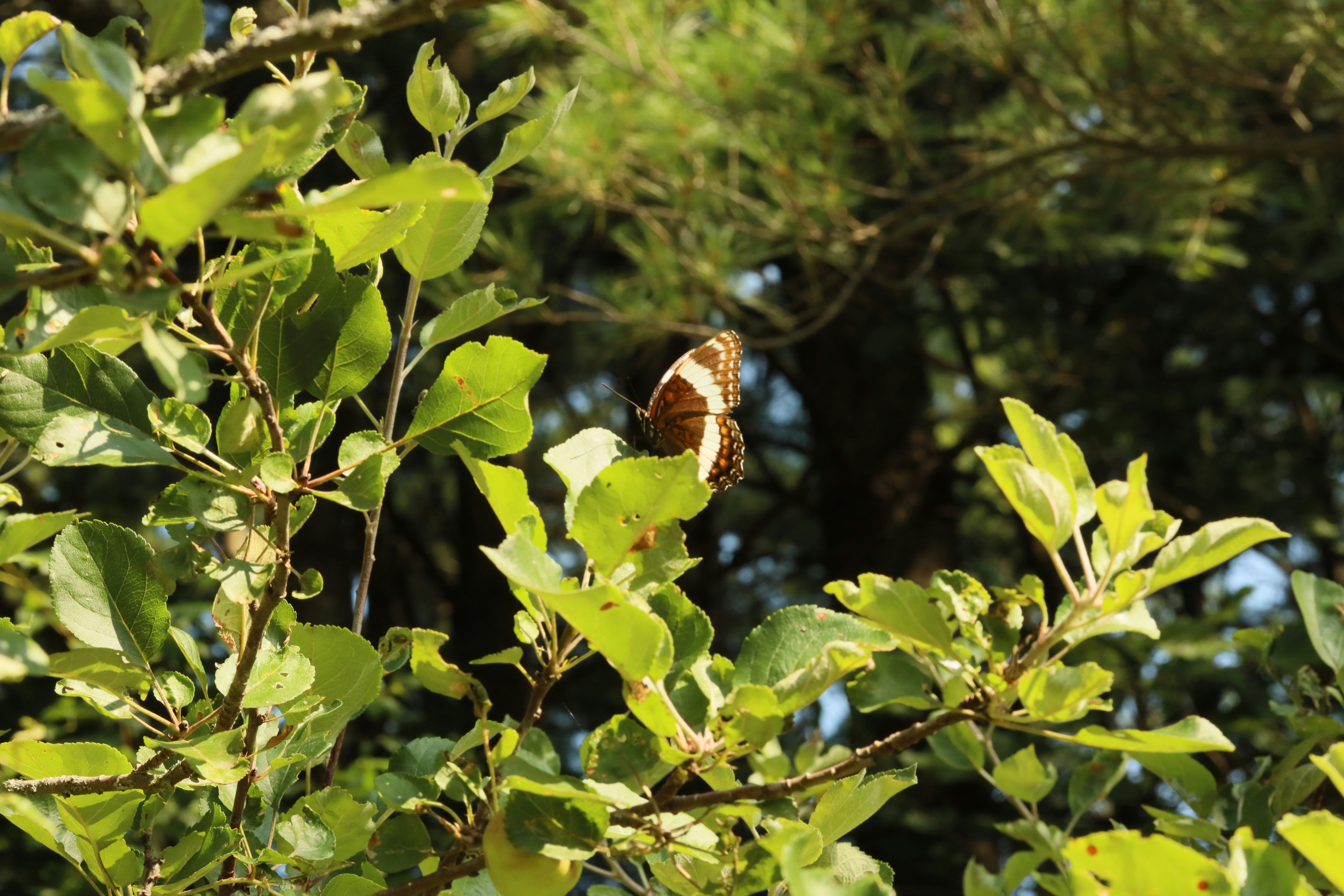 Photo by Richard Burlton with Canon EOS R