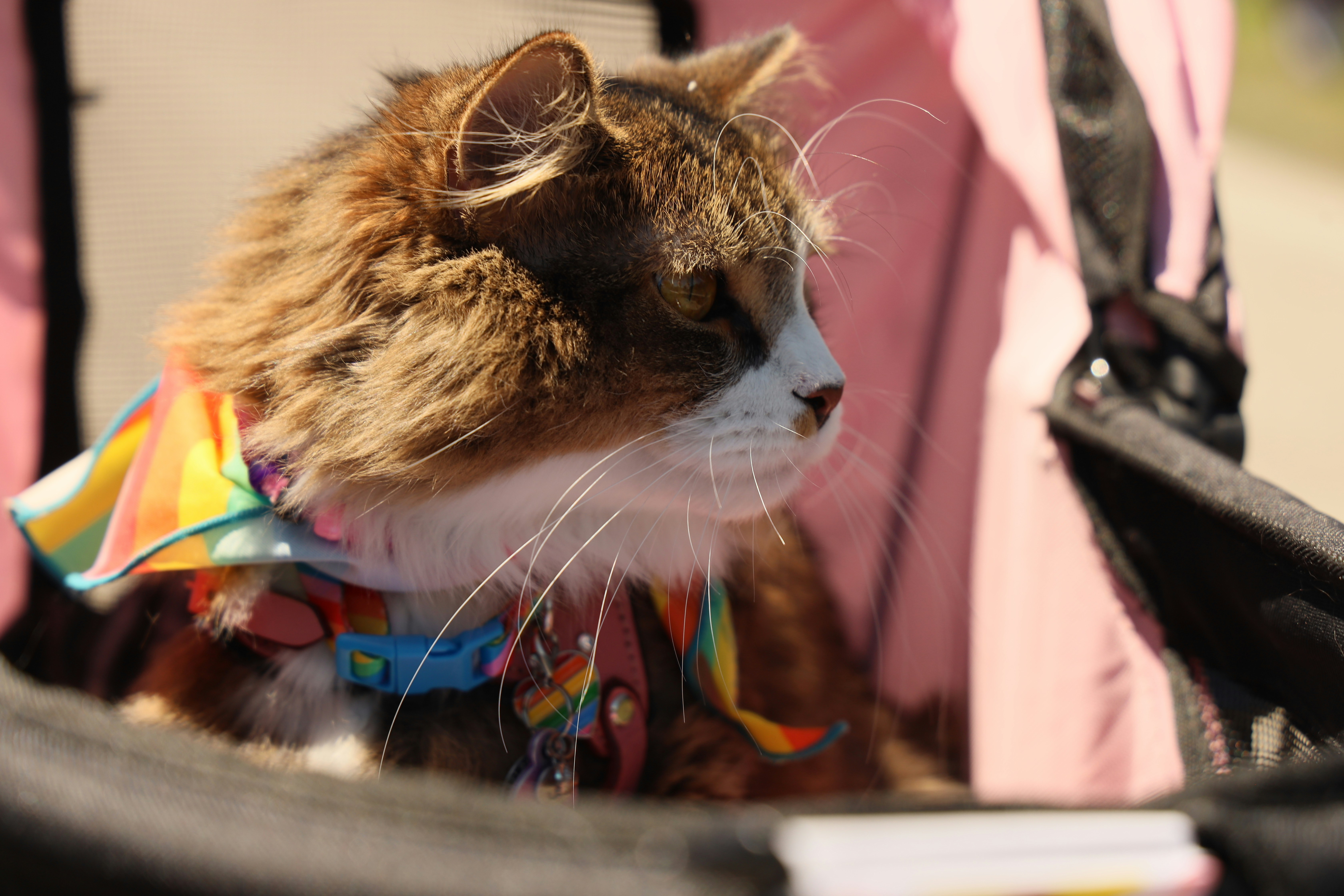 Colorful Scarfed Cat in a Sunlit Outdoor Cart
