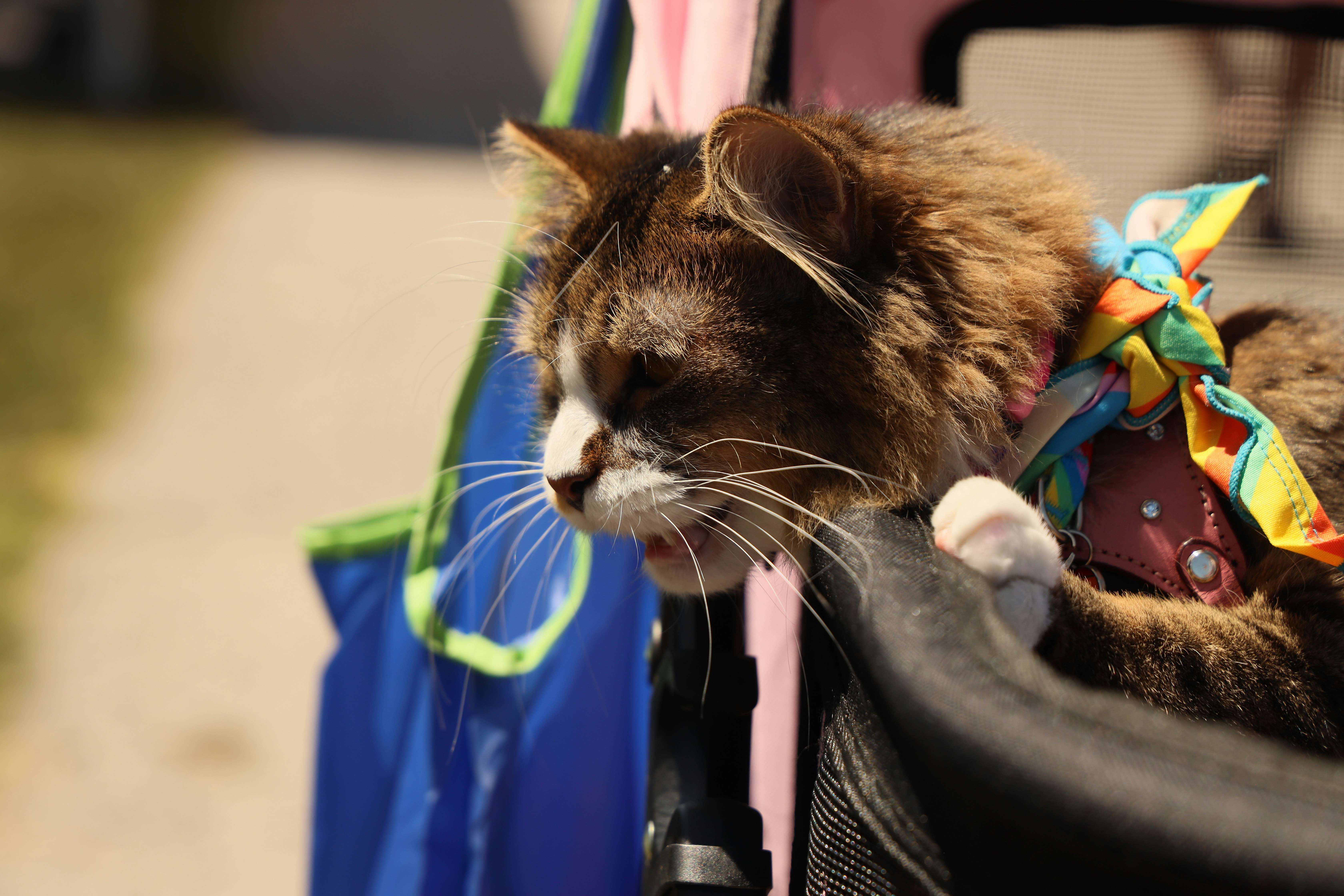 Whiskers in a Sunlit City Cart: A Calico Gaze