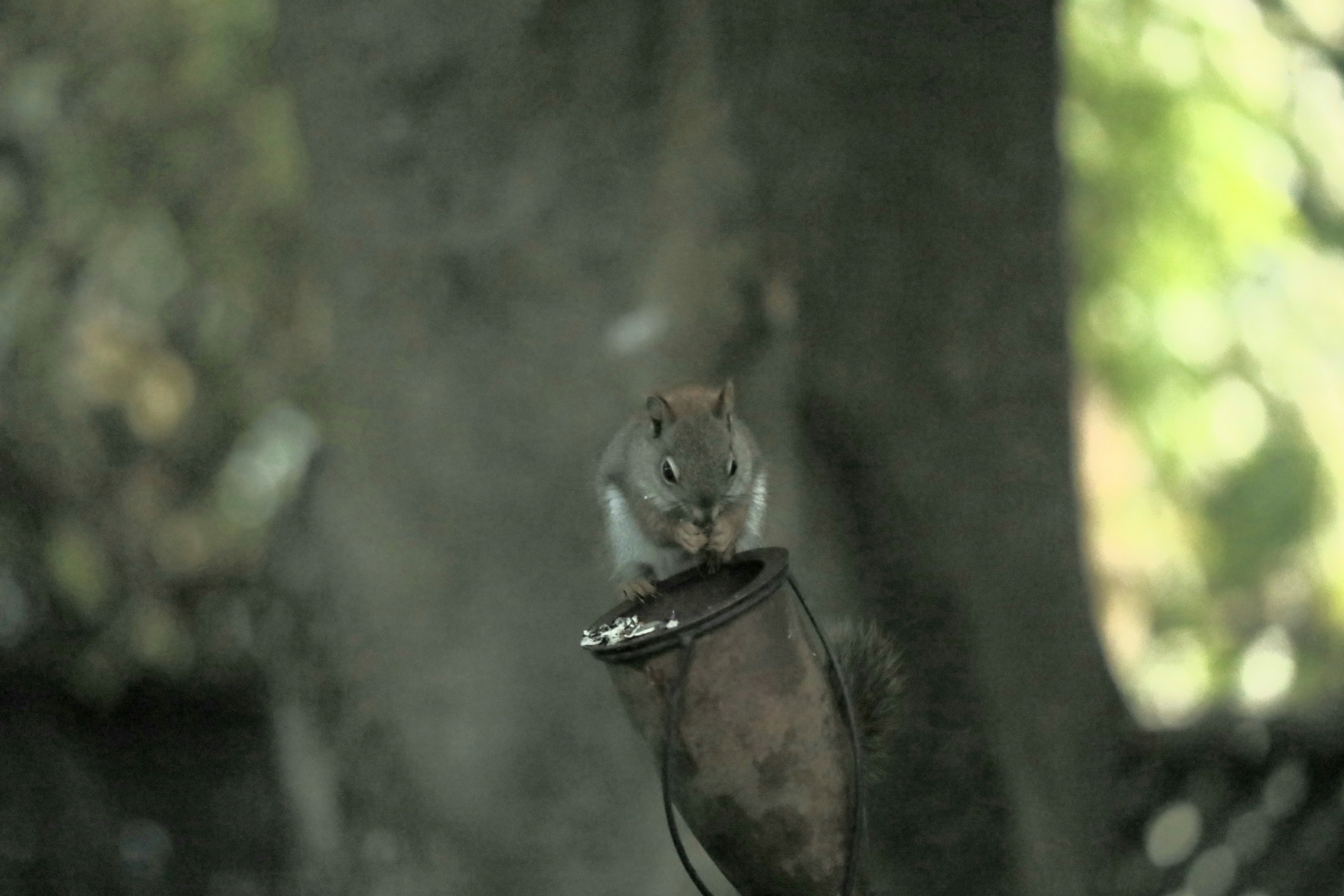 Squirrel on a Seed-Dispenser Trap in a Sunlit Forest