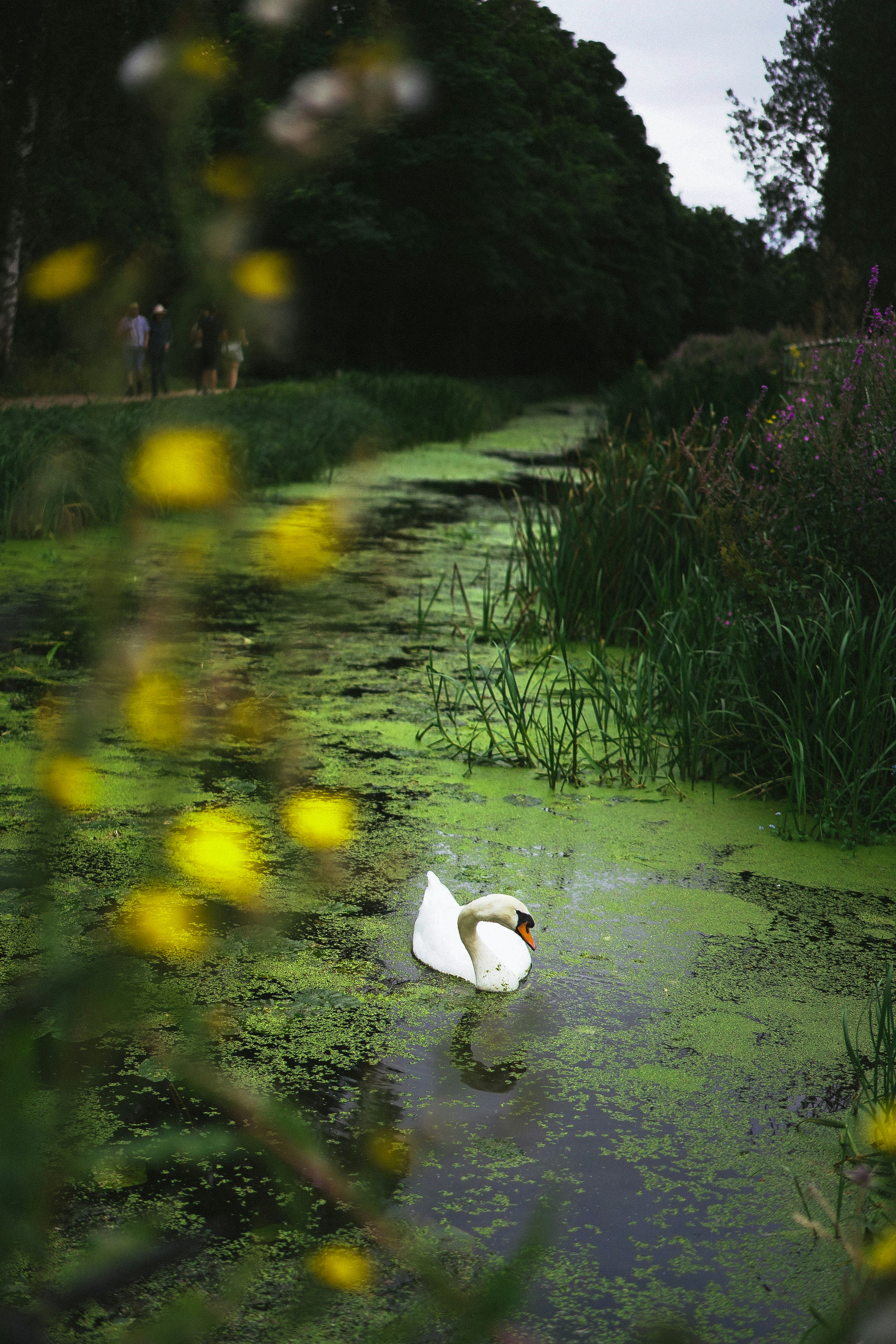 Lone Swan Drifts Over a Green-Laced Canal