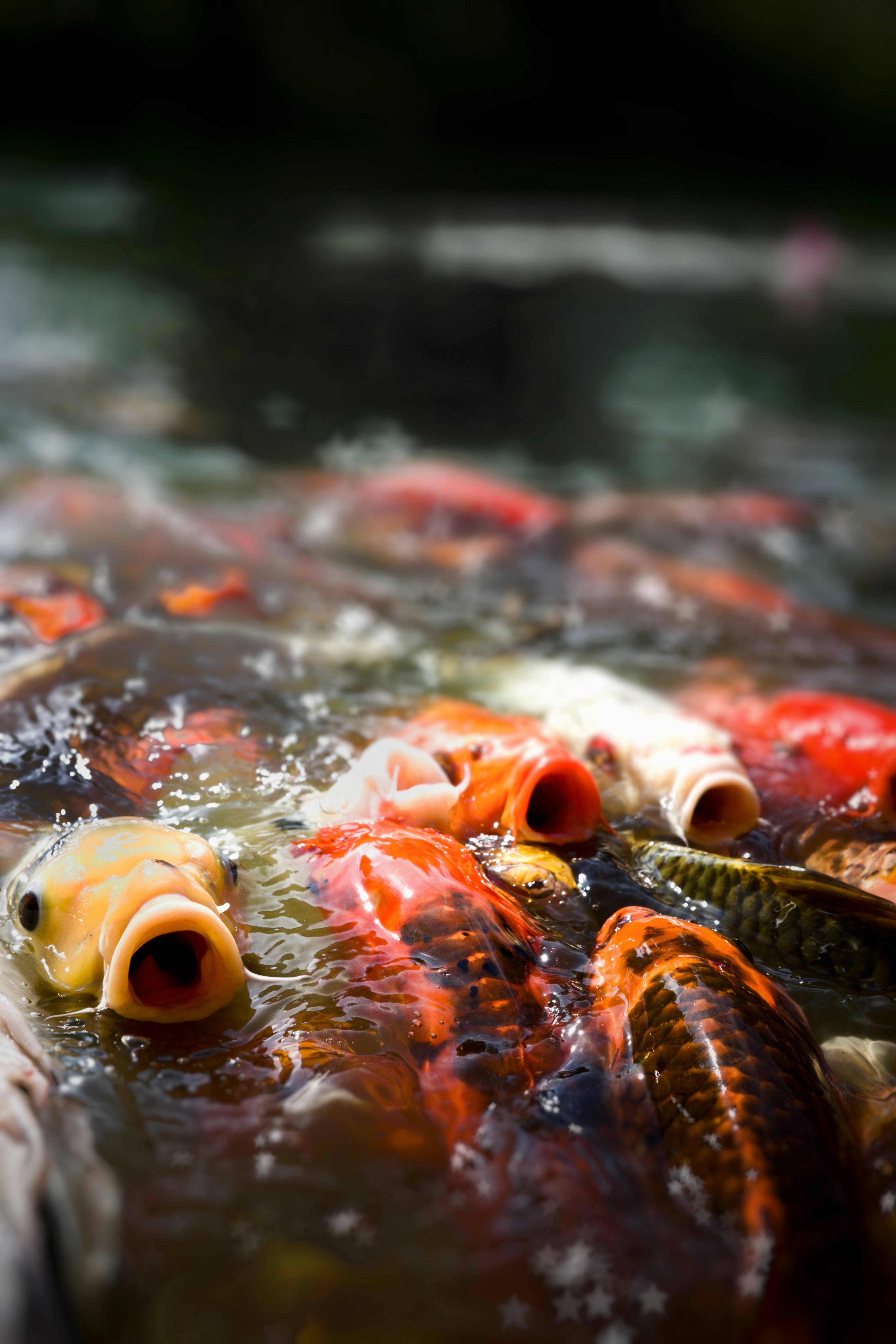 A bunch of fish that are in some water photo – Free Animal Image on ...