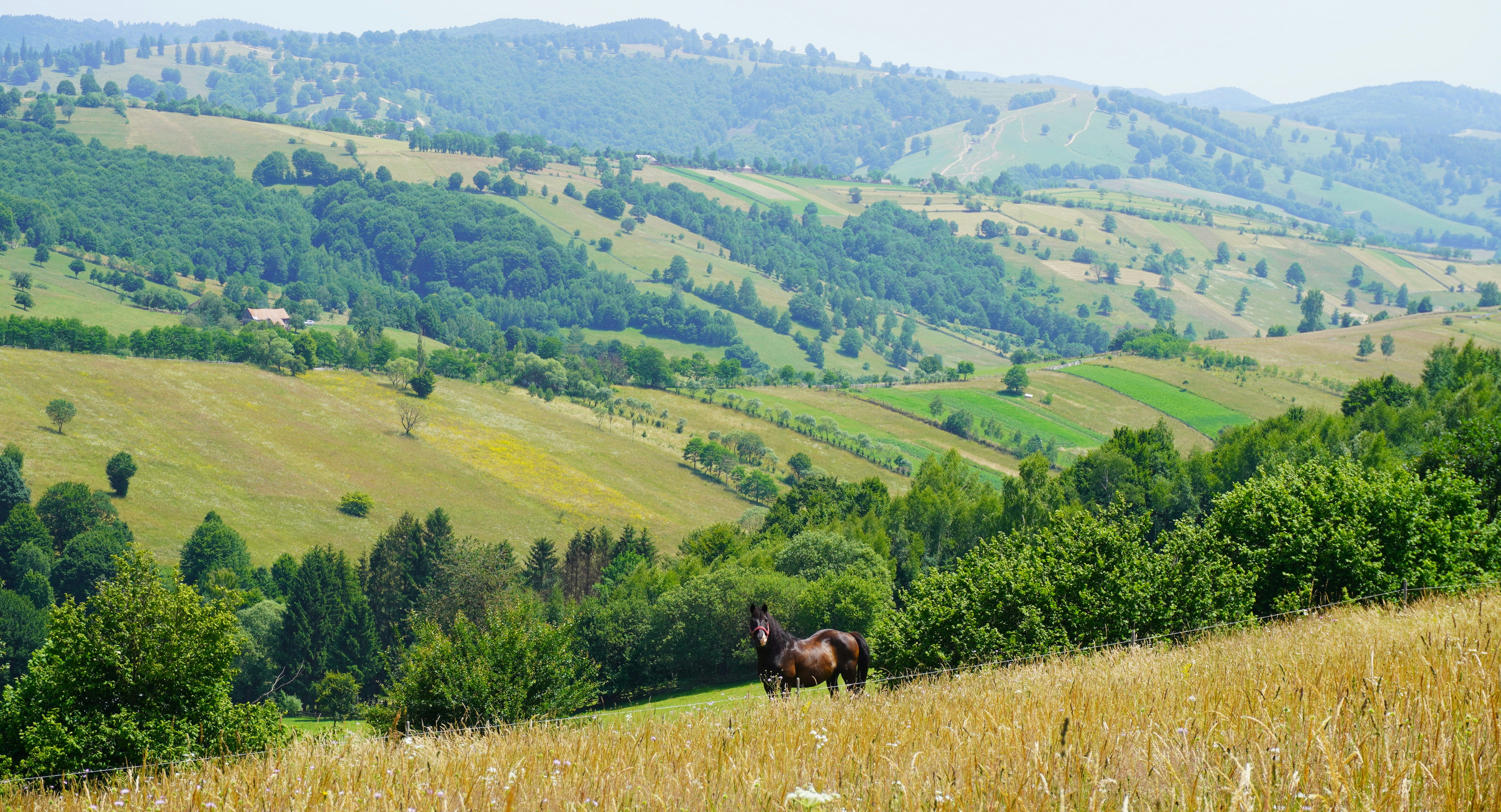 Equine Serenity Amidst Rolling Hills