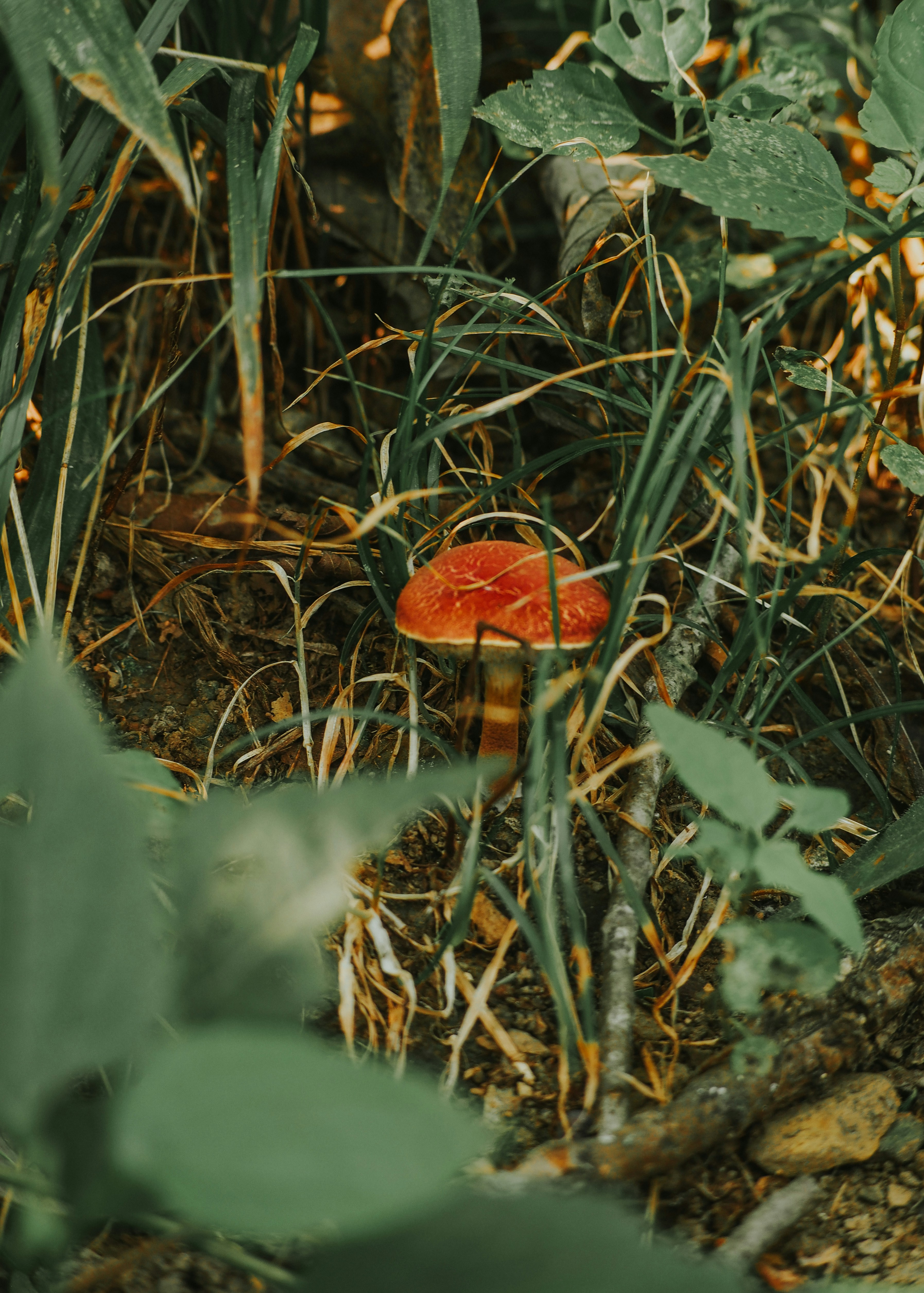 Crimson Cap Nestled in the Forest Floor's Quiet Understory