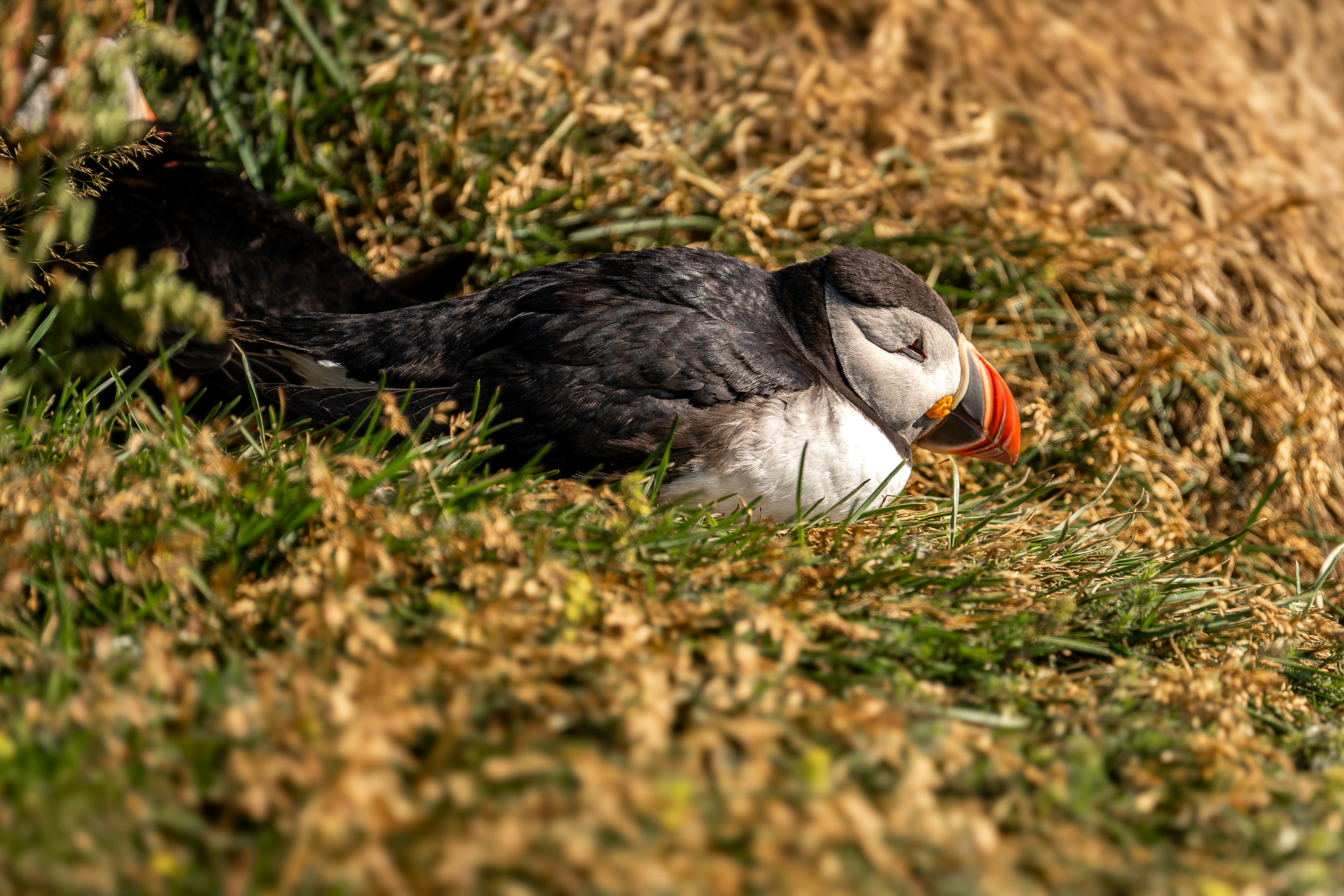 An Atlantic puffin lying on the cliff.