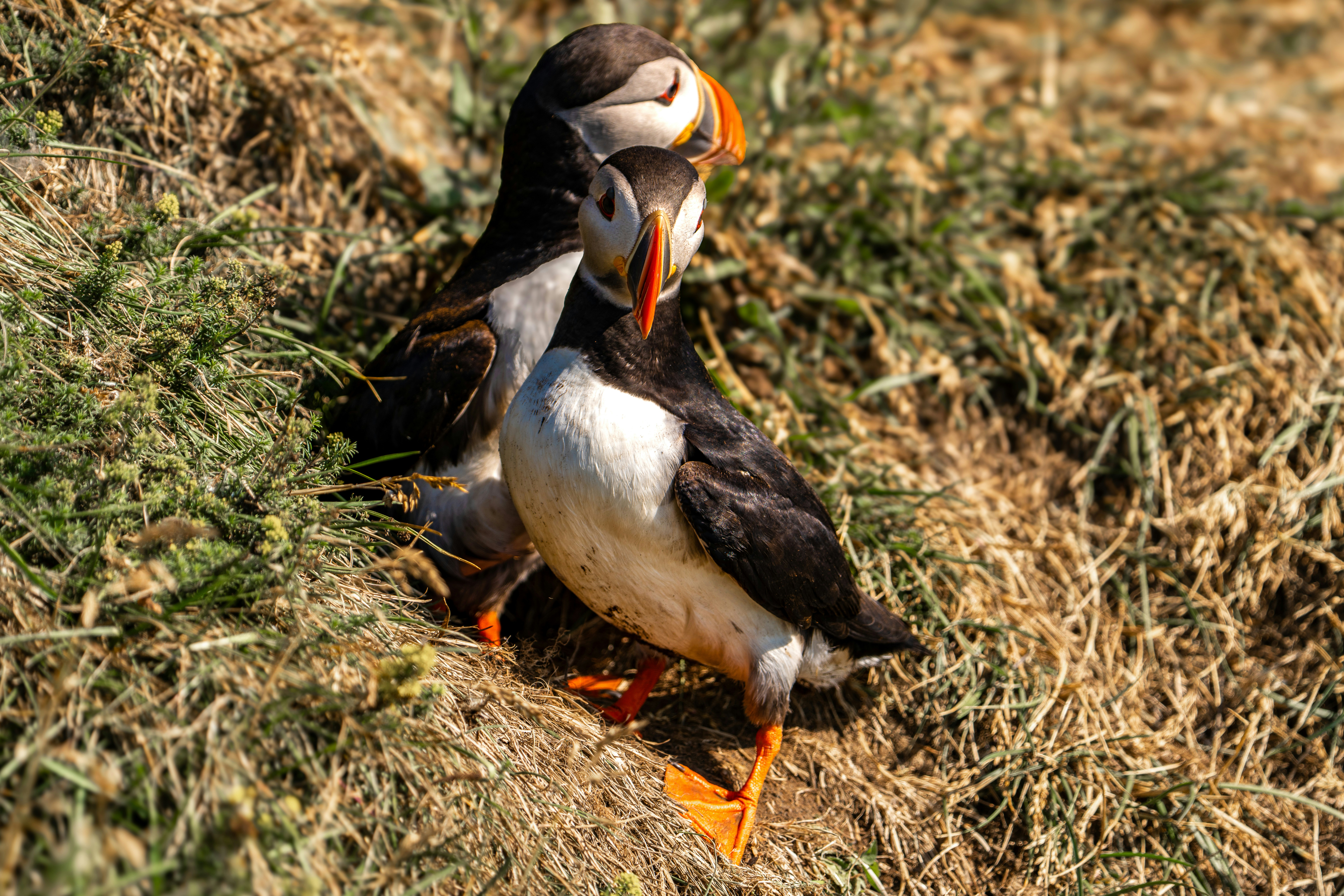 A pair of Atlantic puffins.
