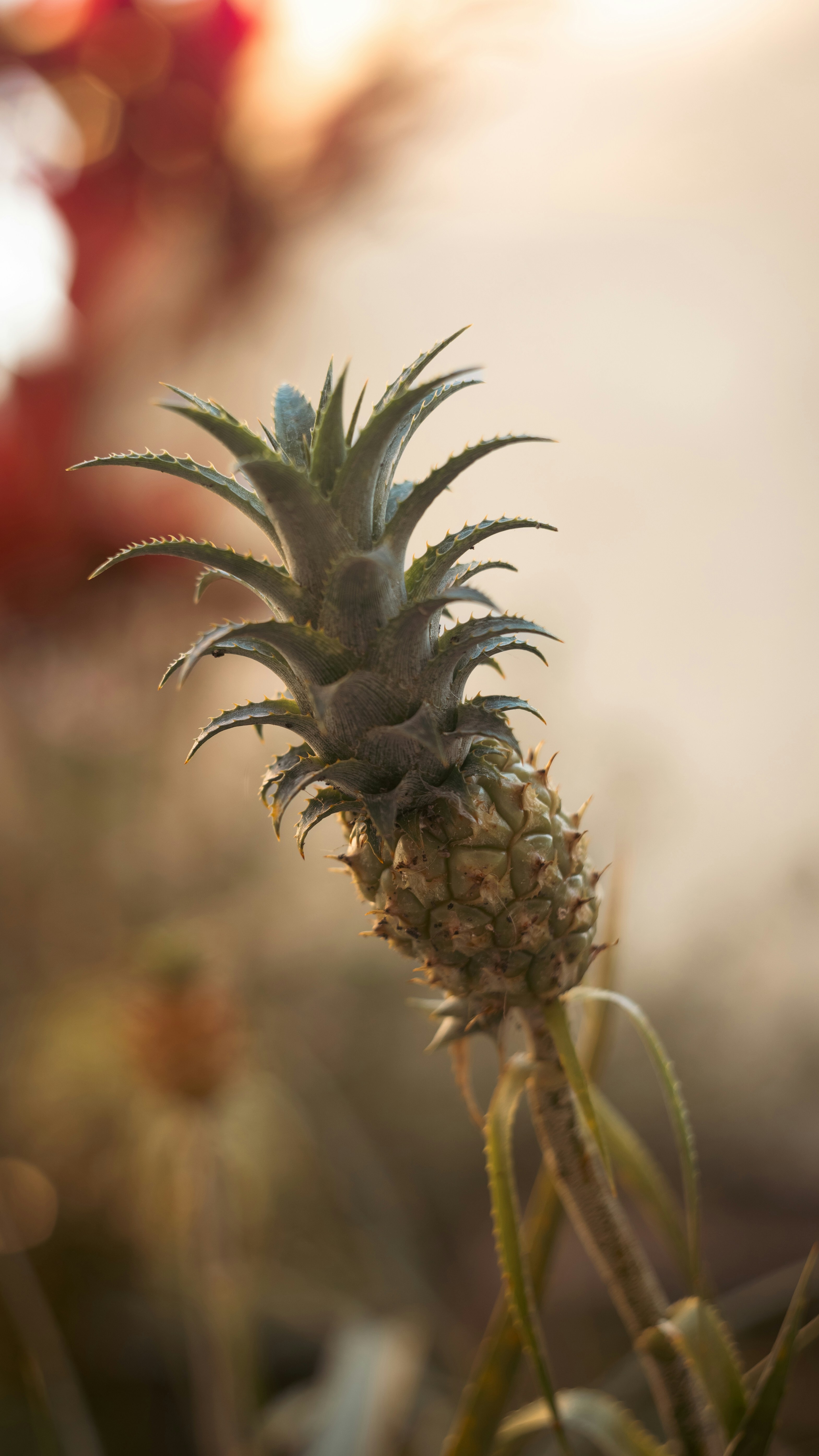 Amber Hour Crown: Close-Up of a Pineapple's Spiky Majesty