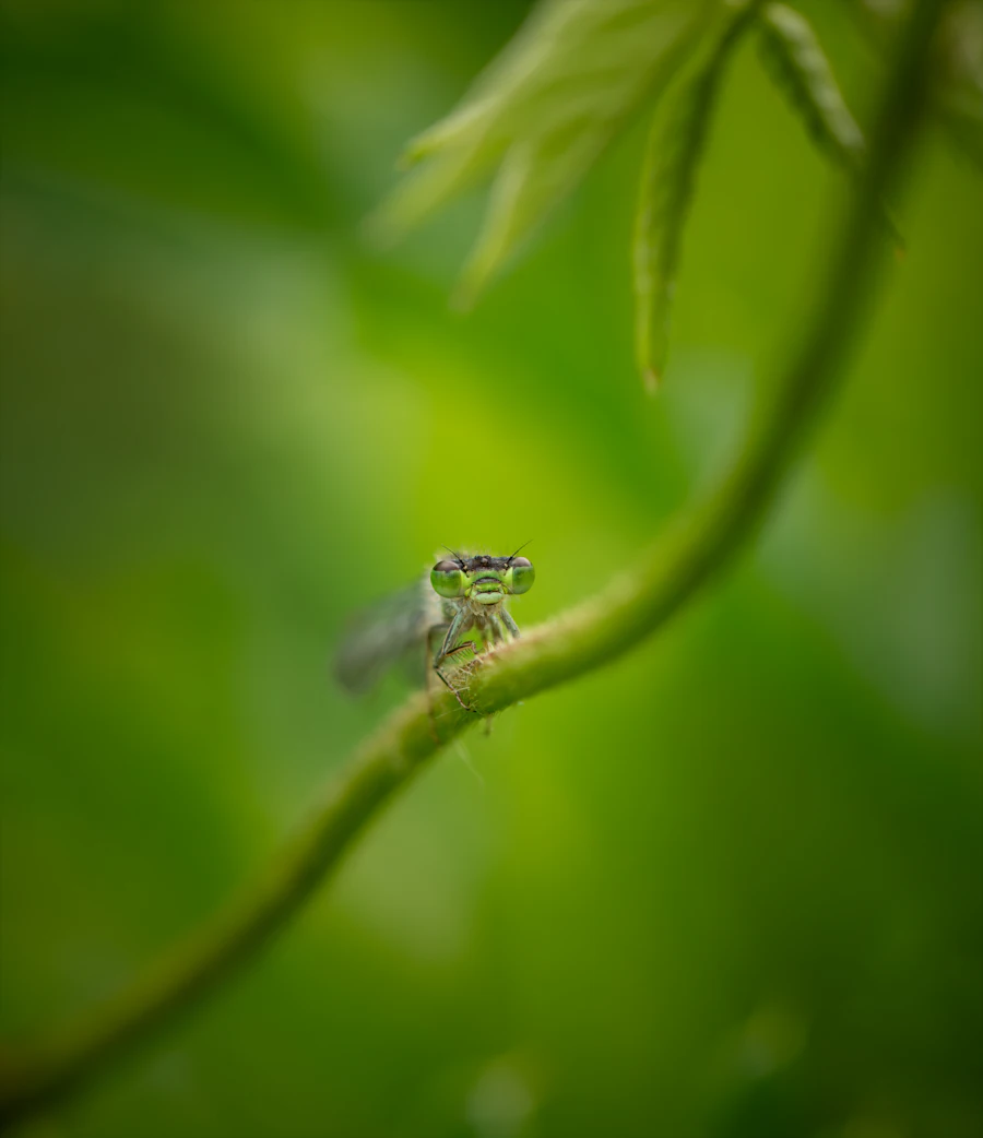 A small damselfly clings to a curved green stem against a soft, blurred green background. The insect’s bright eyes and delicate wings stand out in the center.