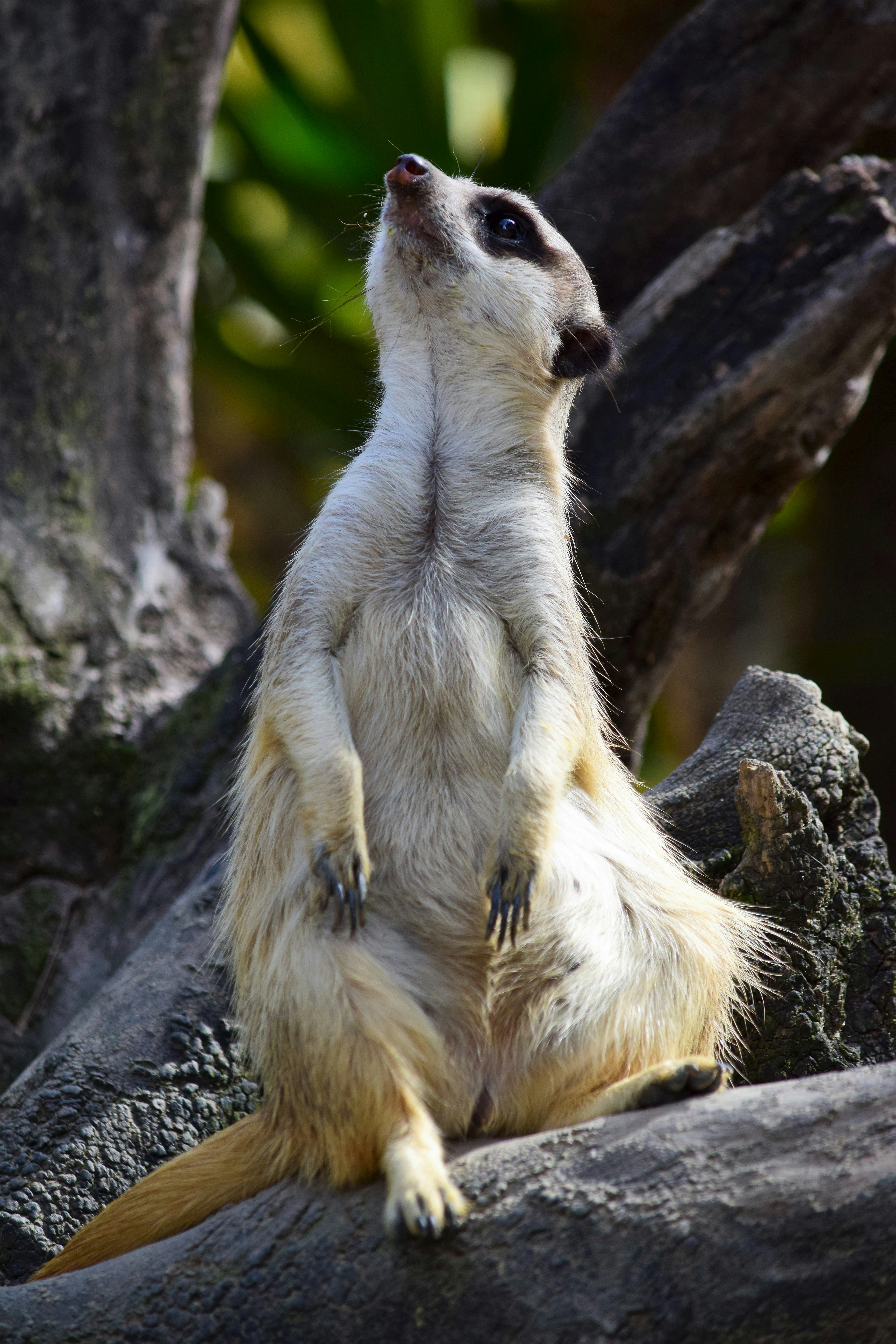 Upright Sentinel: Meerkat Stares Skyward from a Tangle of Branches