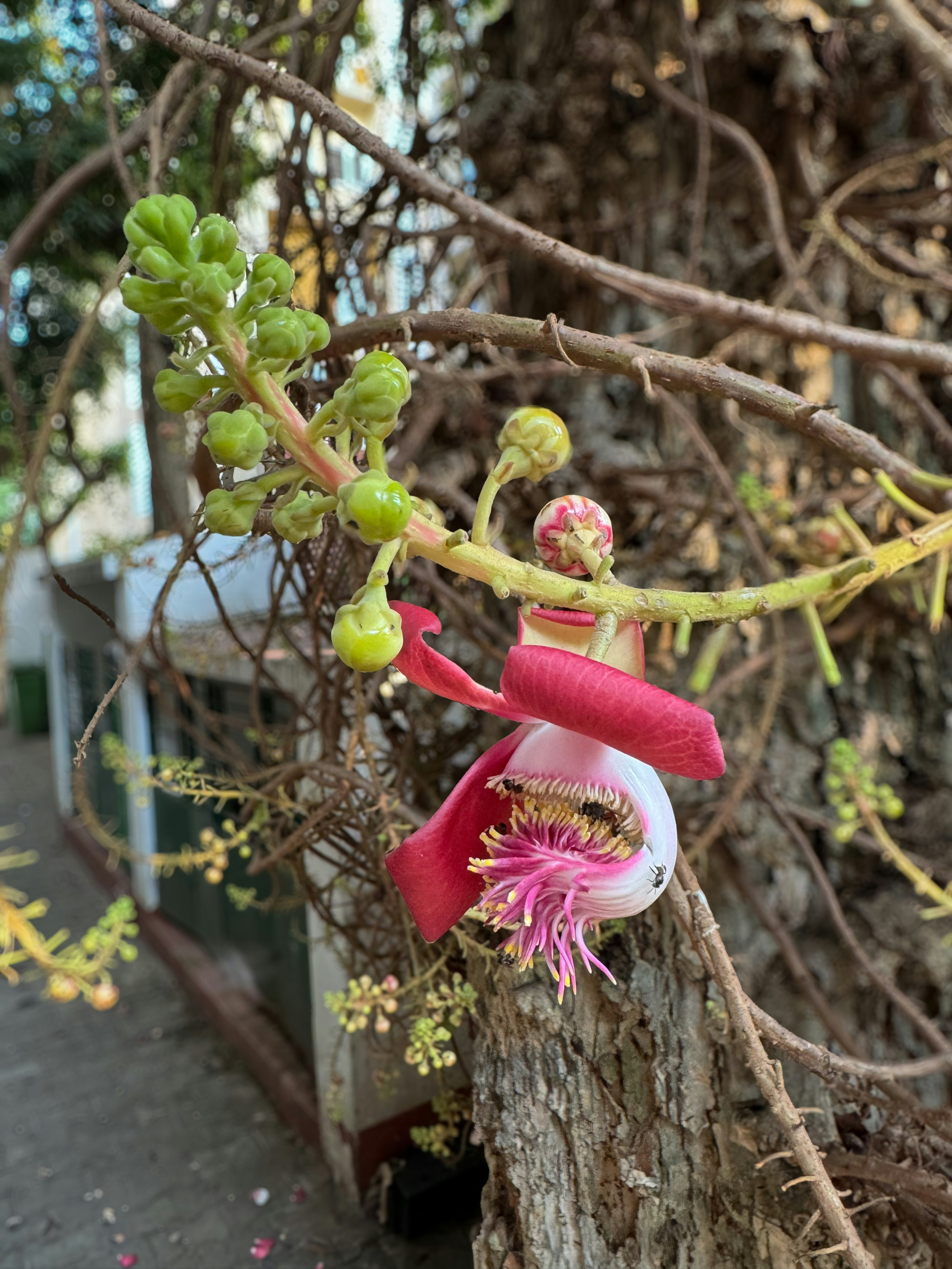 Frilled Pink Bloom Among Green Buds Clinging to Weathered Bark