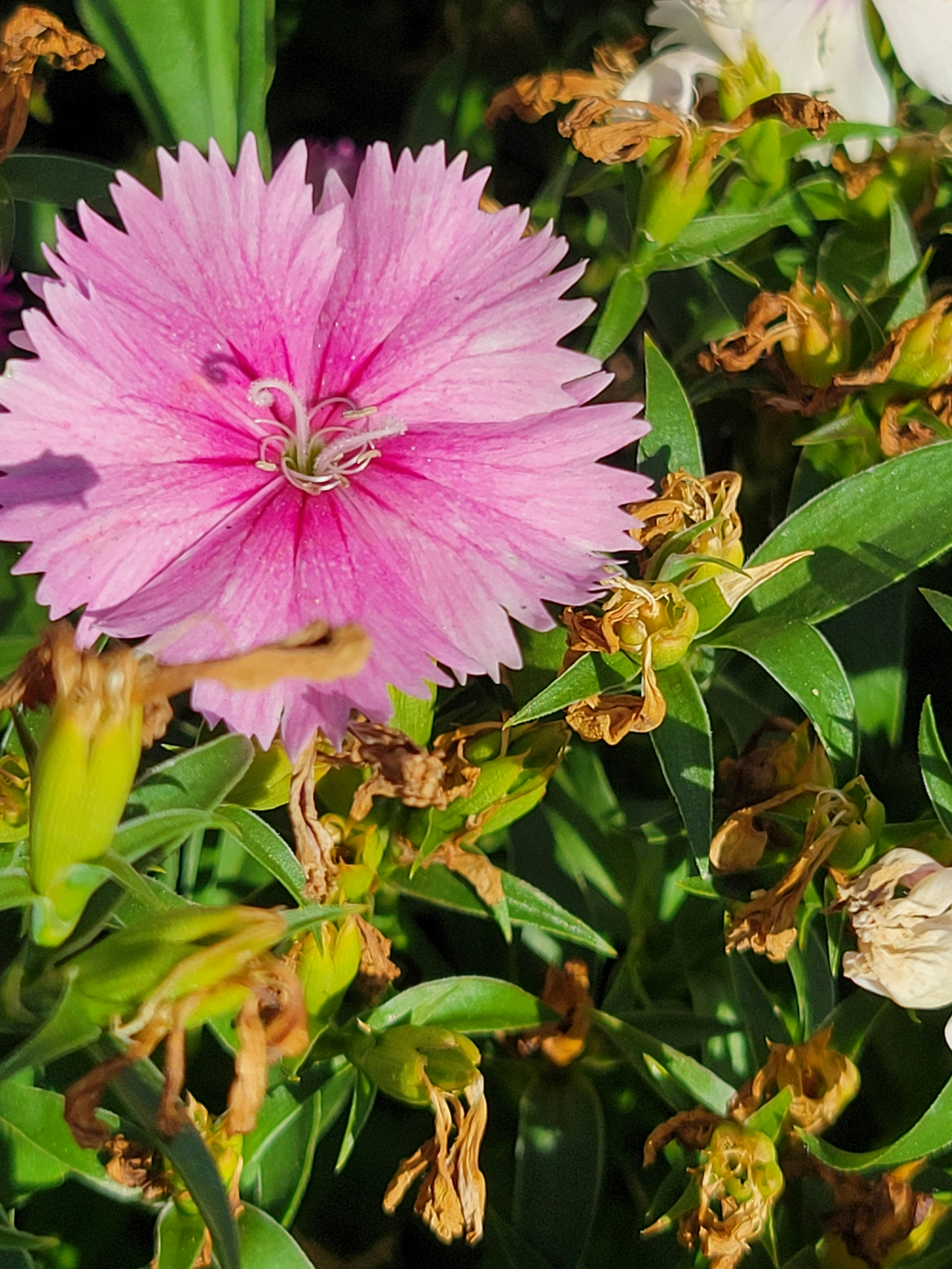 Pink Carnation in Focus: A Bloom Amid Fading Buds