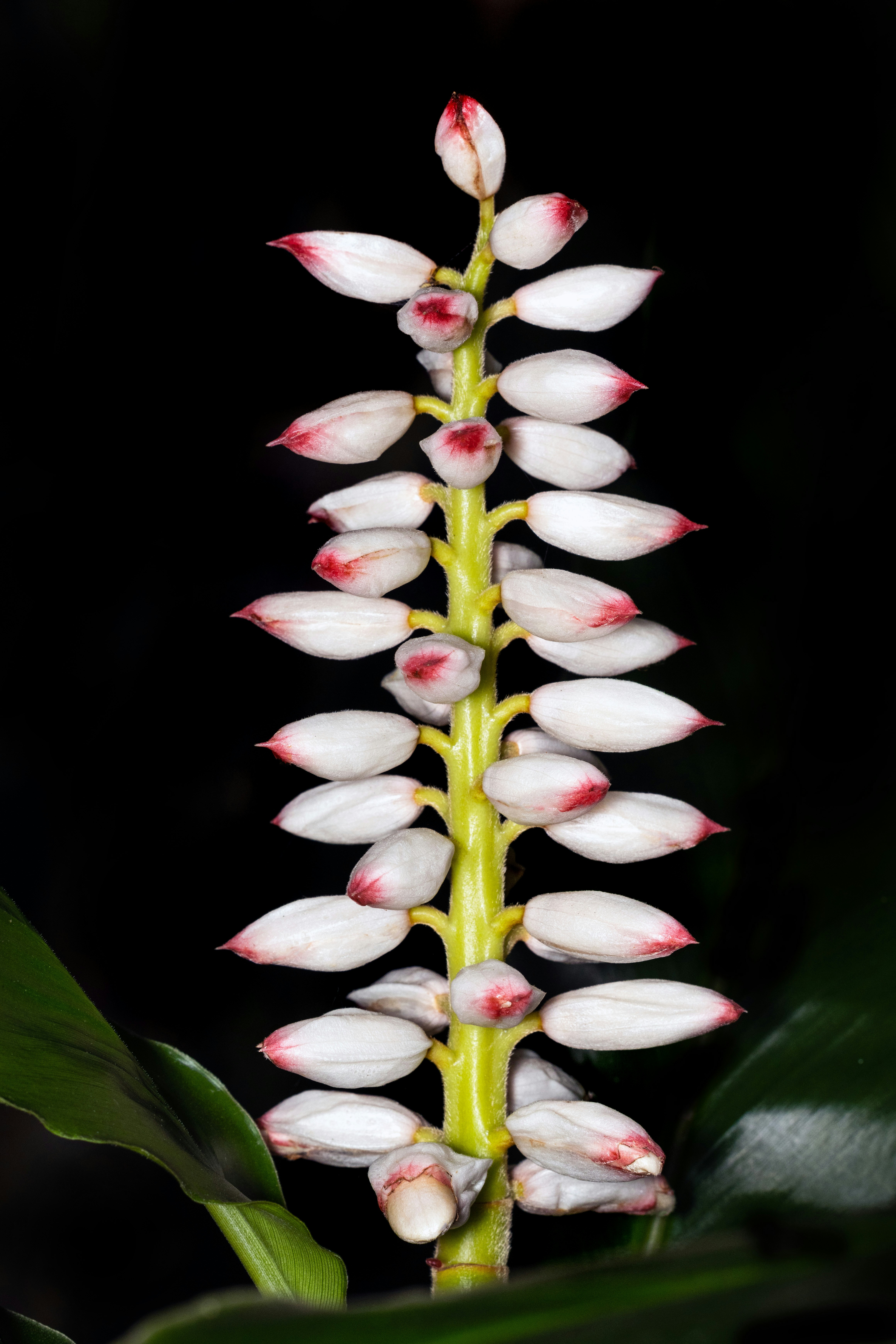 Vertical Bloom Spike: White-Pink Buds Climb a Luminous Stem