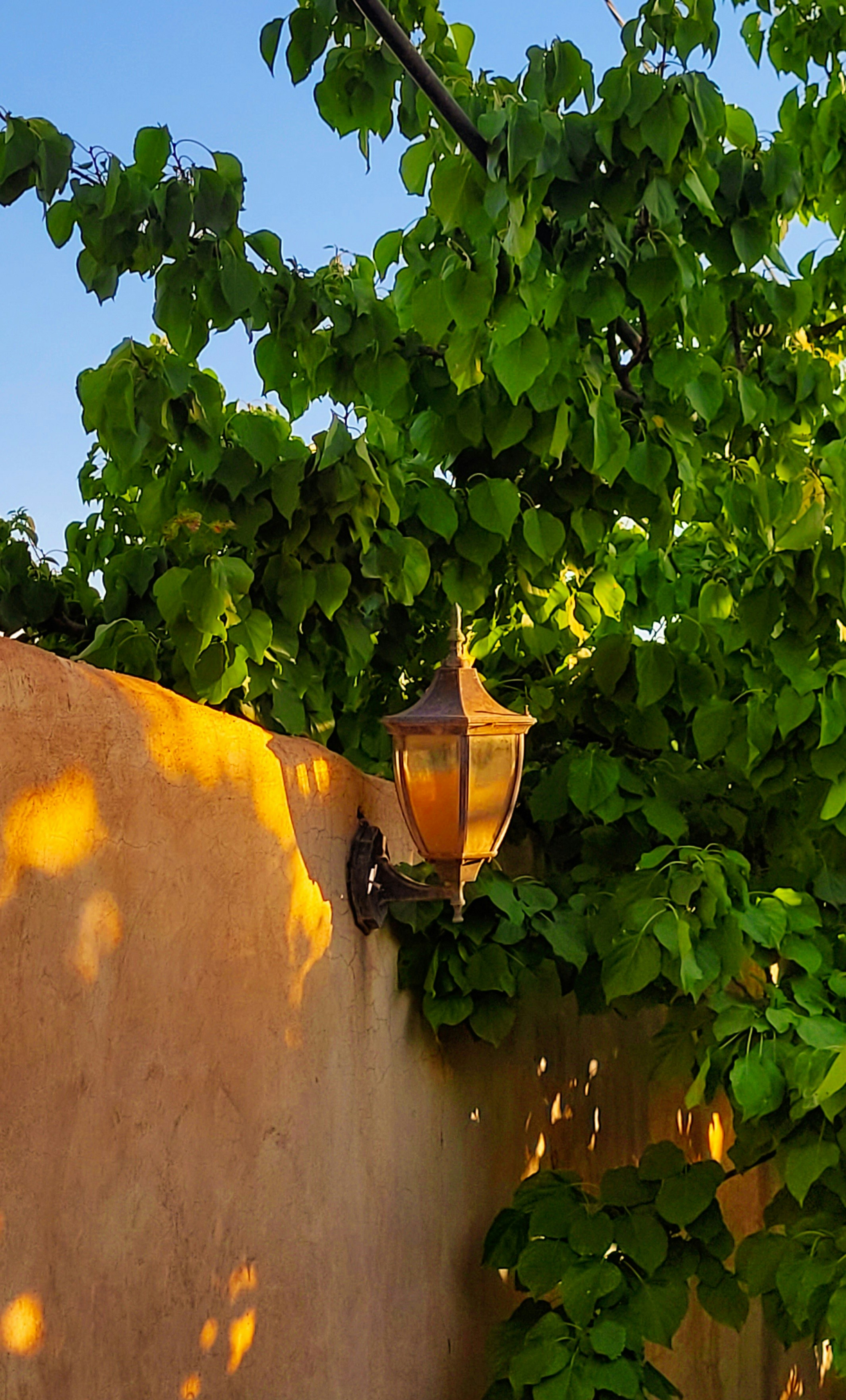 Sunlit Lantern on a Verdant Adobe Wall