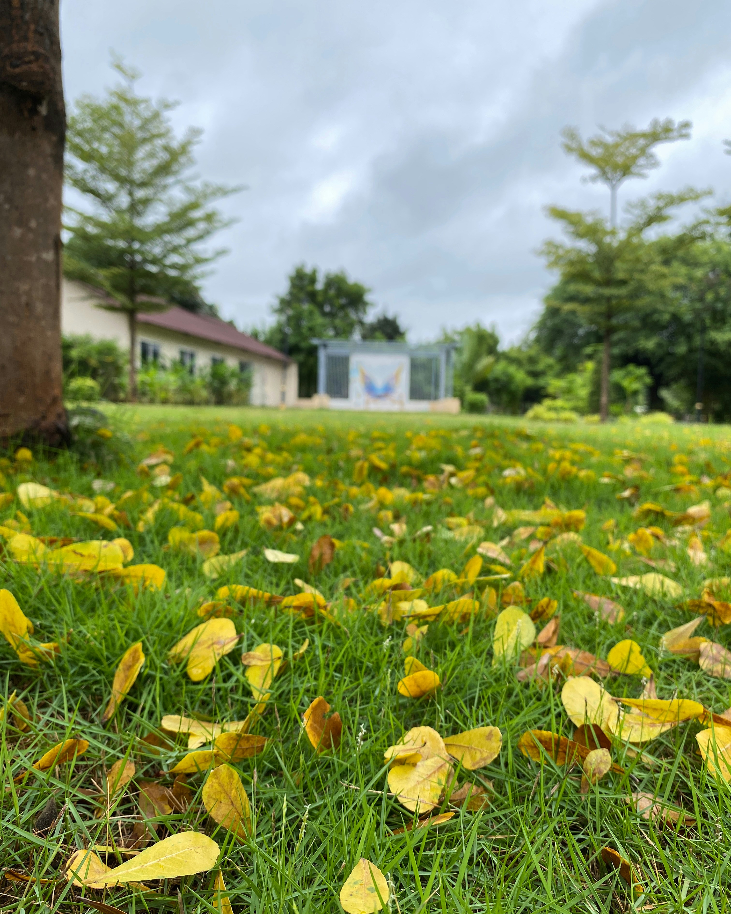 Golden Leaves on the Lawn: A Park Scene with Distant Monument