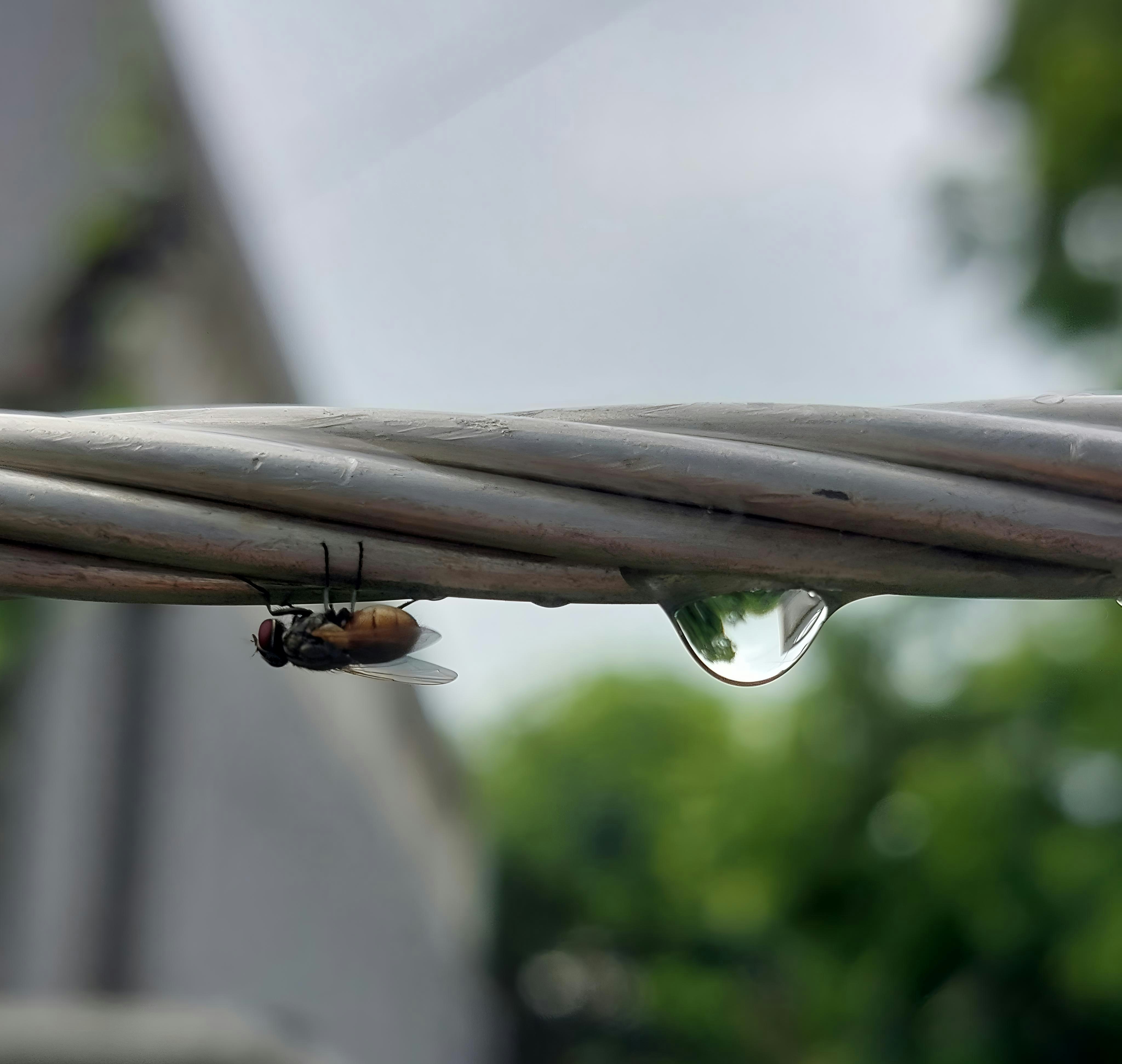 Wirebound Microcosm: A tiny insect clings to a weathered cable beside a glistening droplet