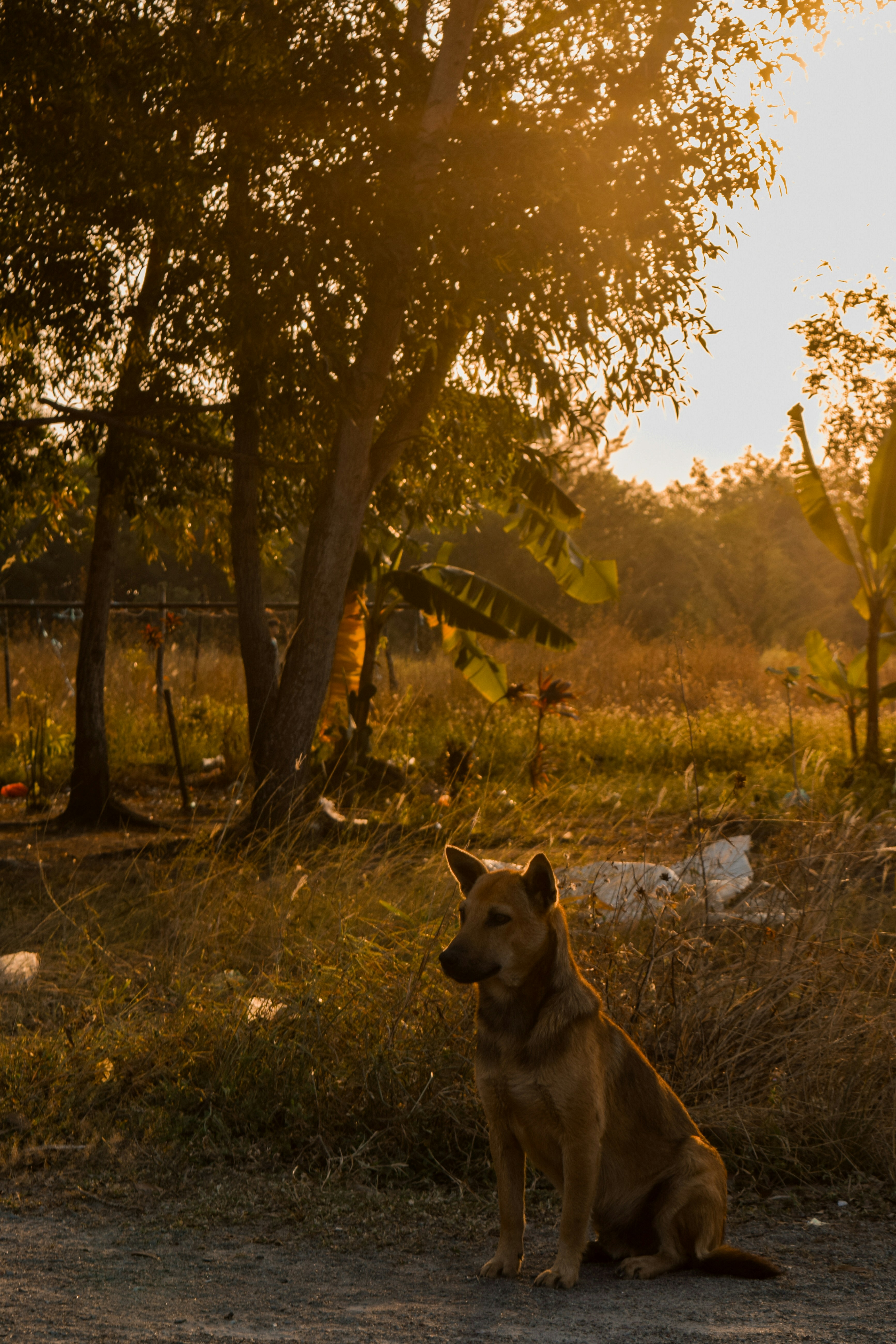 Golden Hour Sentinel: A solitary dog rests in a sunlit field beneath a grove of trees