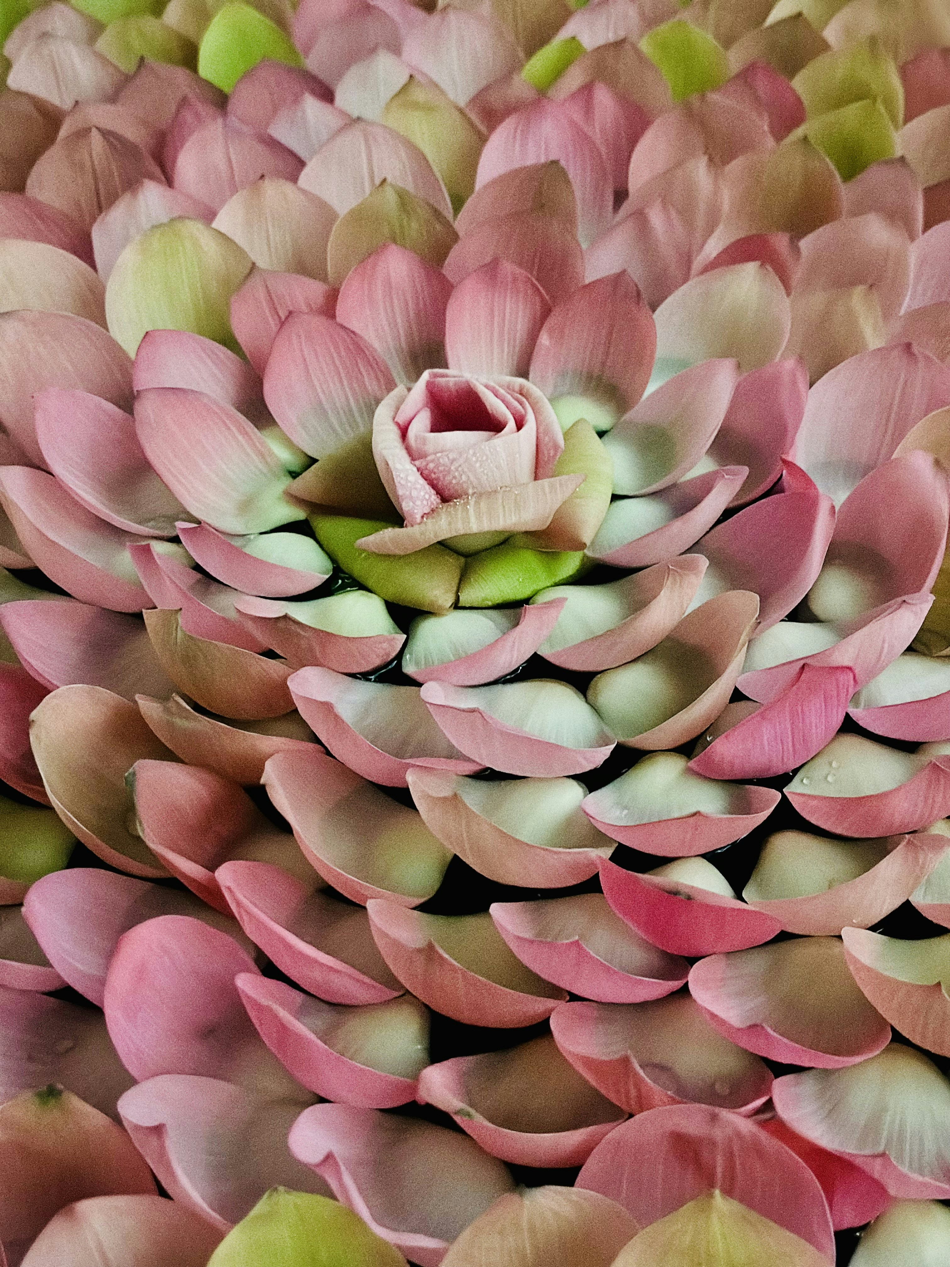 Rosette Mosaic: Close-Up of Pink-Green Succulent Scales
