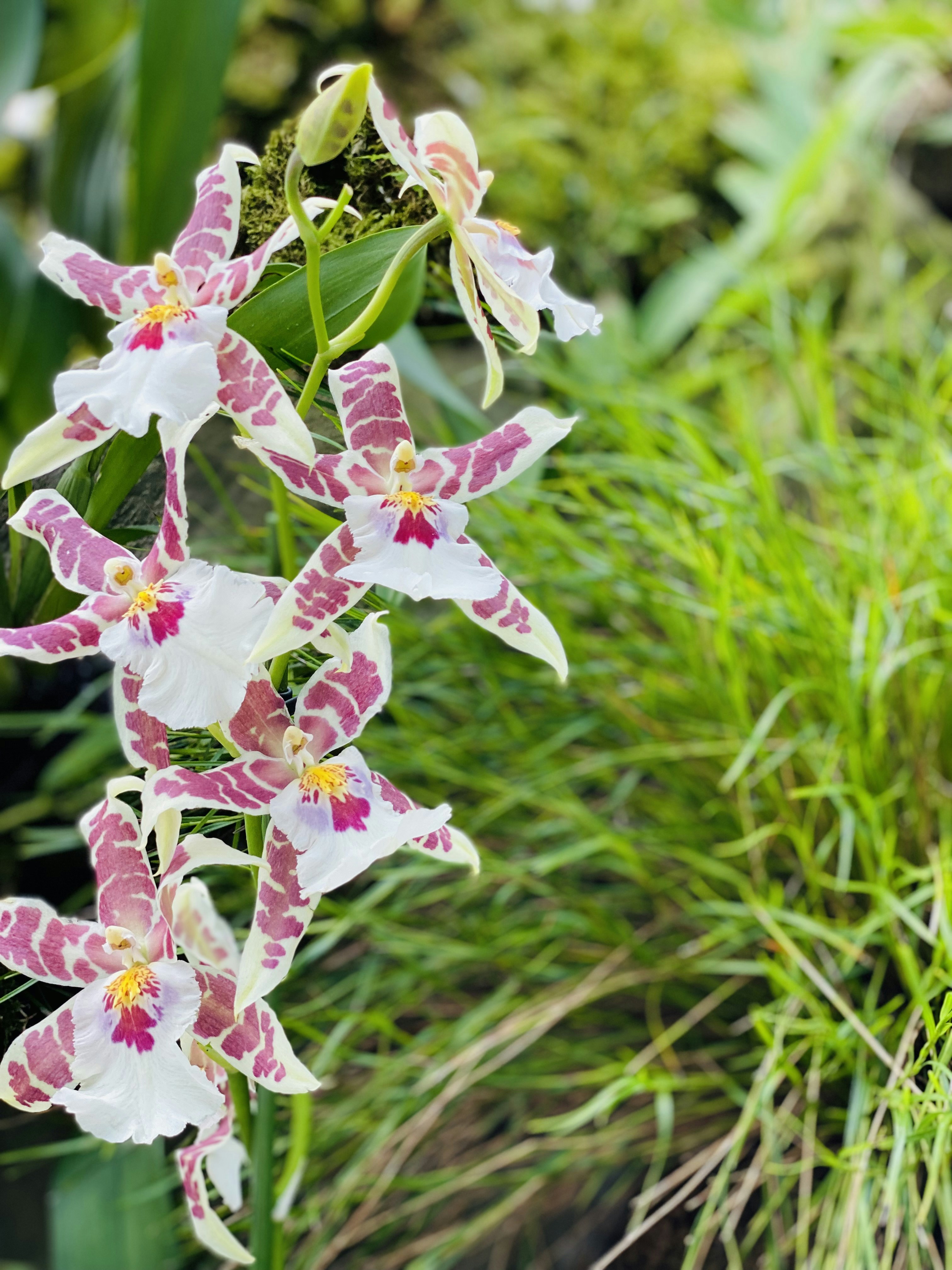 Floral Spine: White and Pink Orchids Climbing Through Green Linen